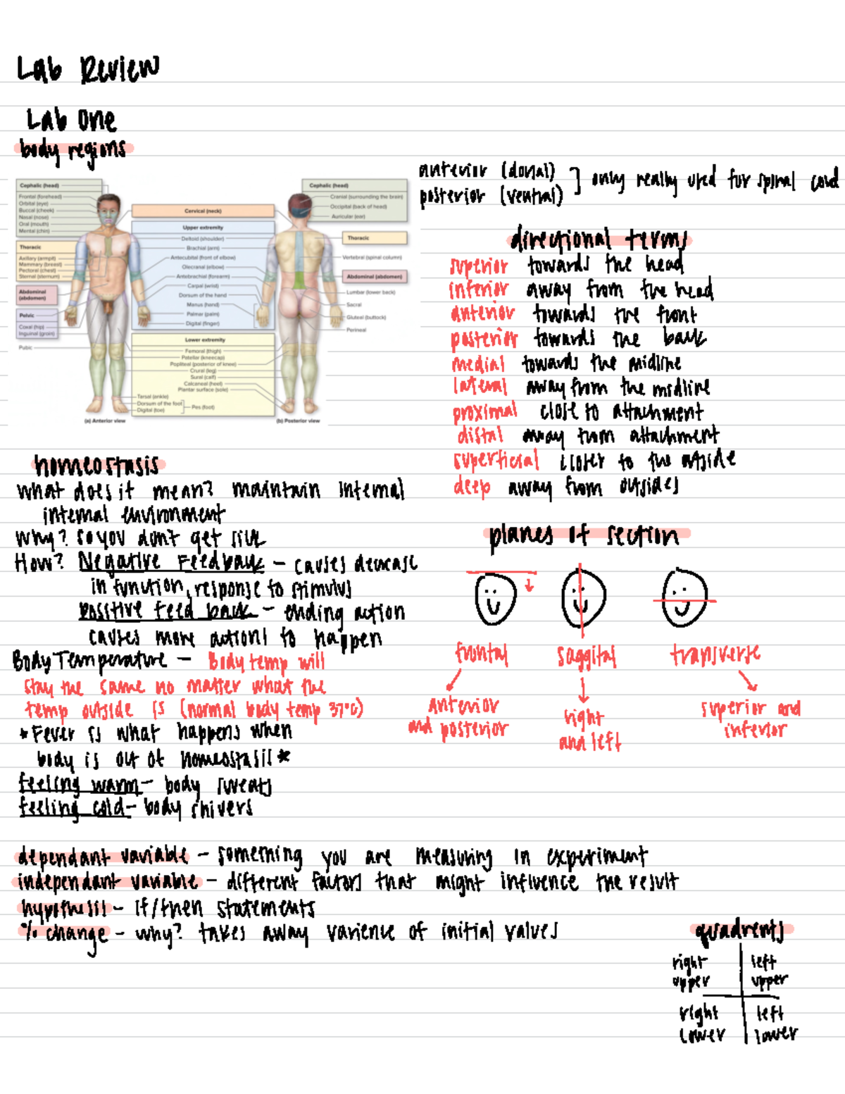 PHGY 220 Lab Review - Lab Review Lab one body regions anterior Id on ...