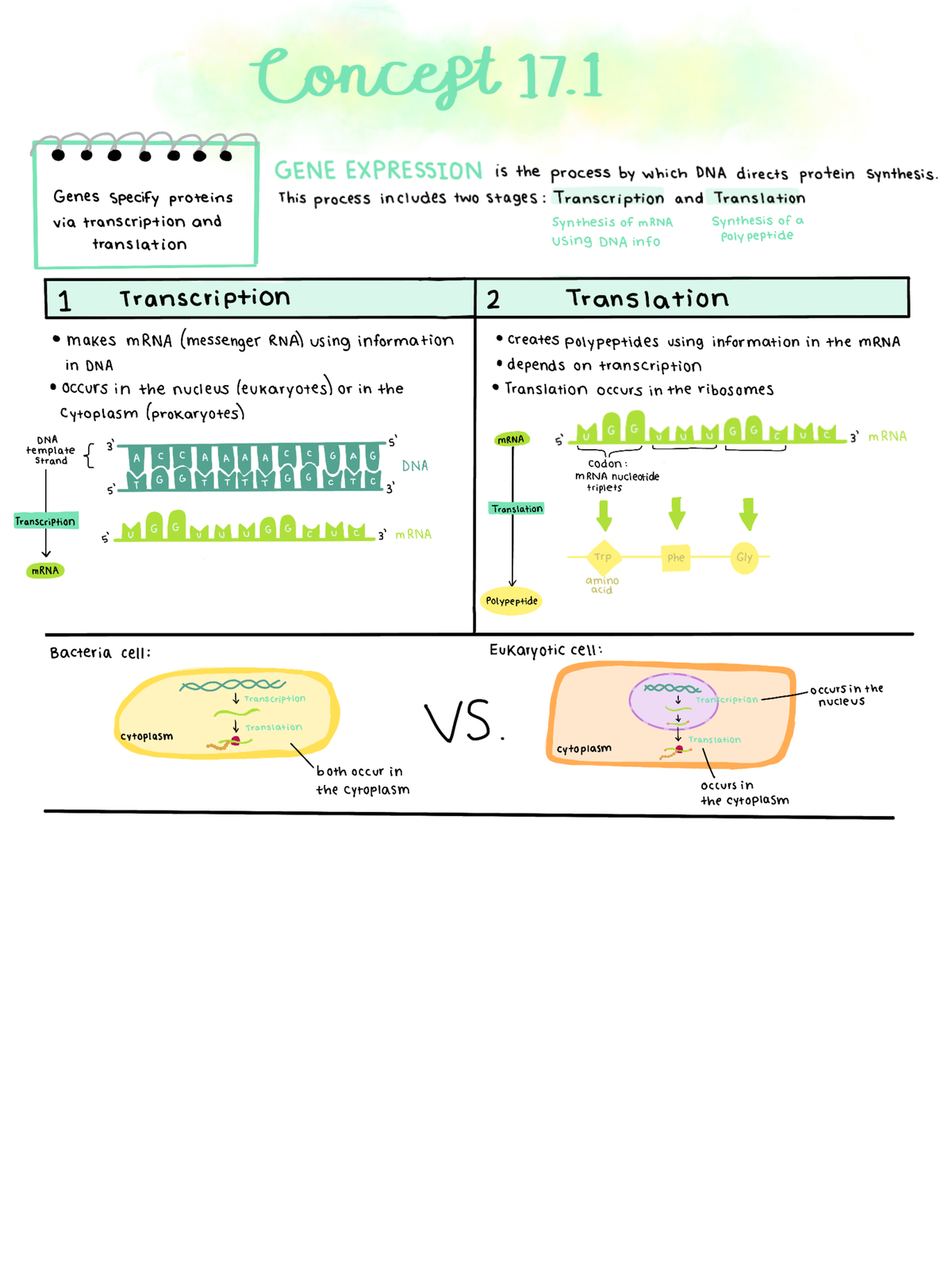 Gene Expression: Transcription and Translation Notes - Studocu