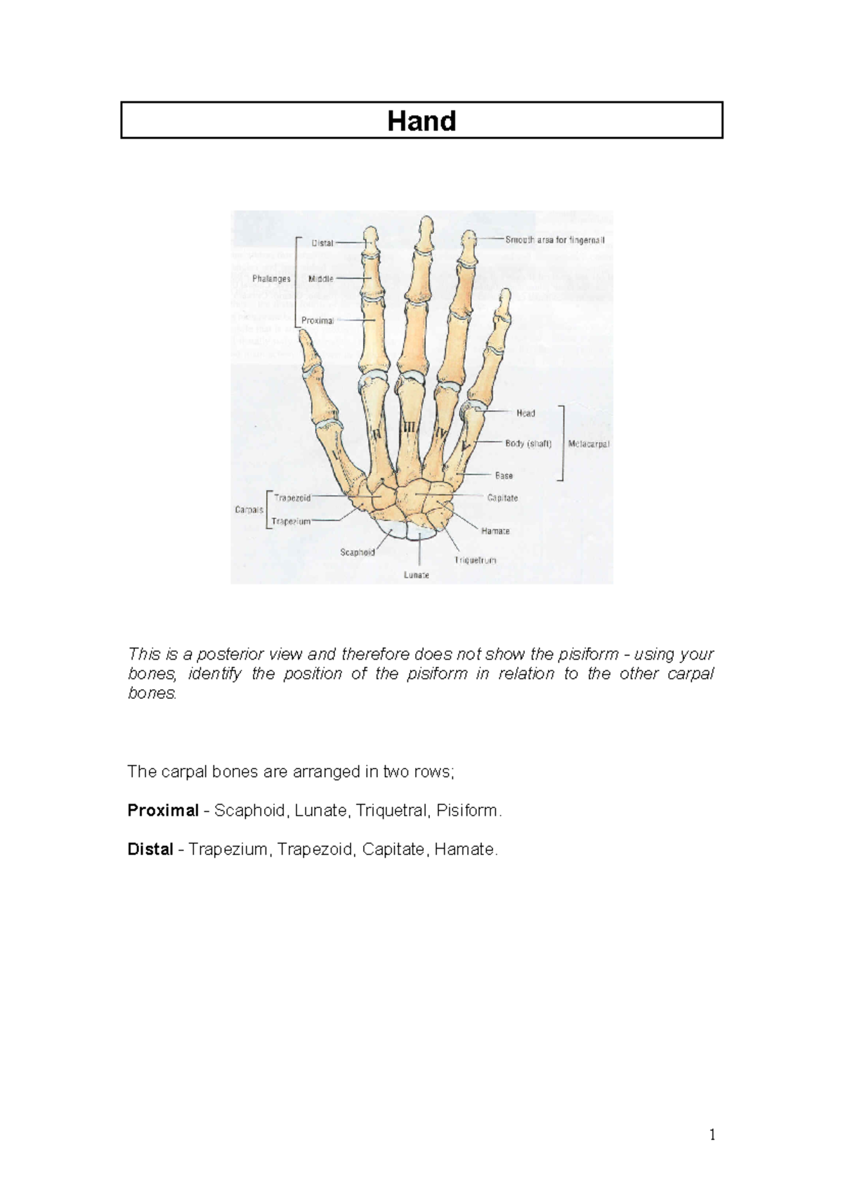 Hand Notes copy - Hand This is a posterior view and therefore does not ...