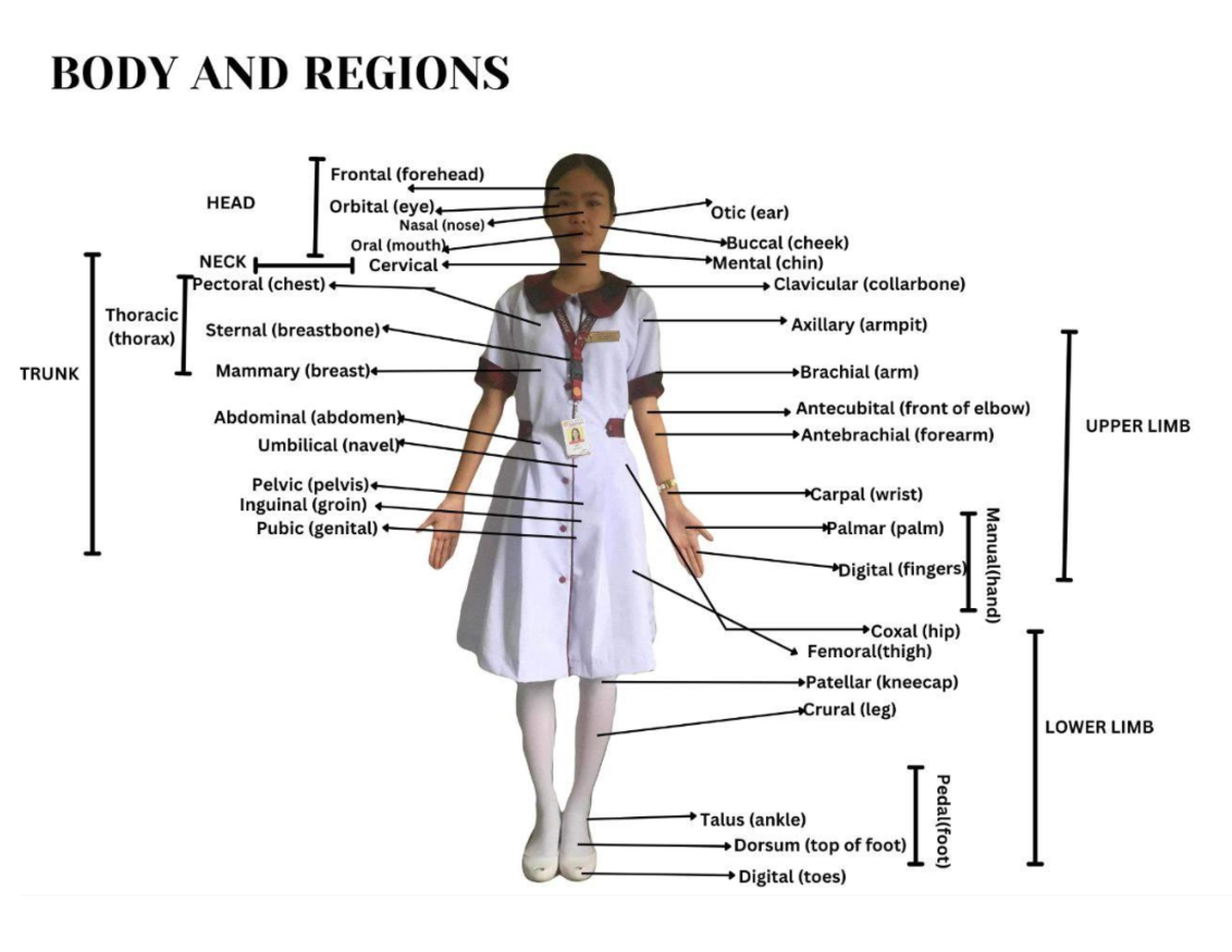 Anatomical Position Go Amanda - Nursing - Studocu