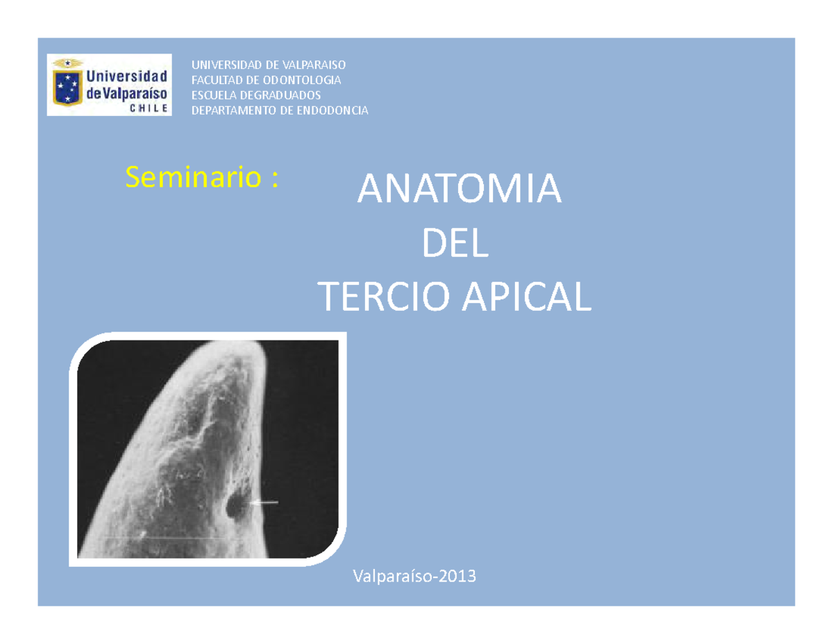 Ppt Anatomia Del Tercio Apical - Seminario : ANATOMIA DEL TERCIO APICAL ...