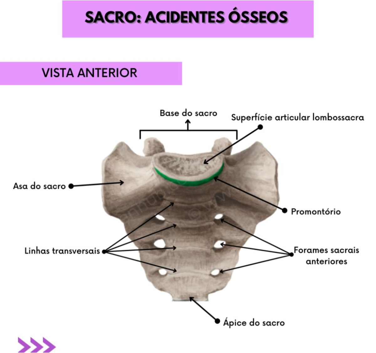 Acidentes ósseos - SACRO:ACIDENTESs ÓsSEOS VISTAANTERIOR Base do sacro ...