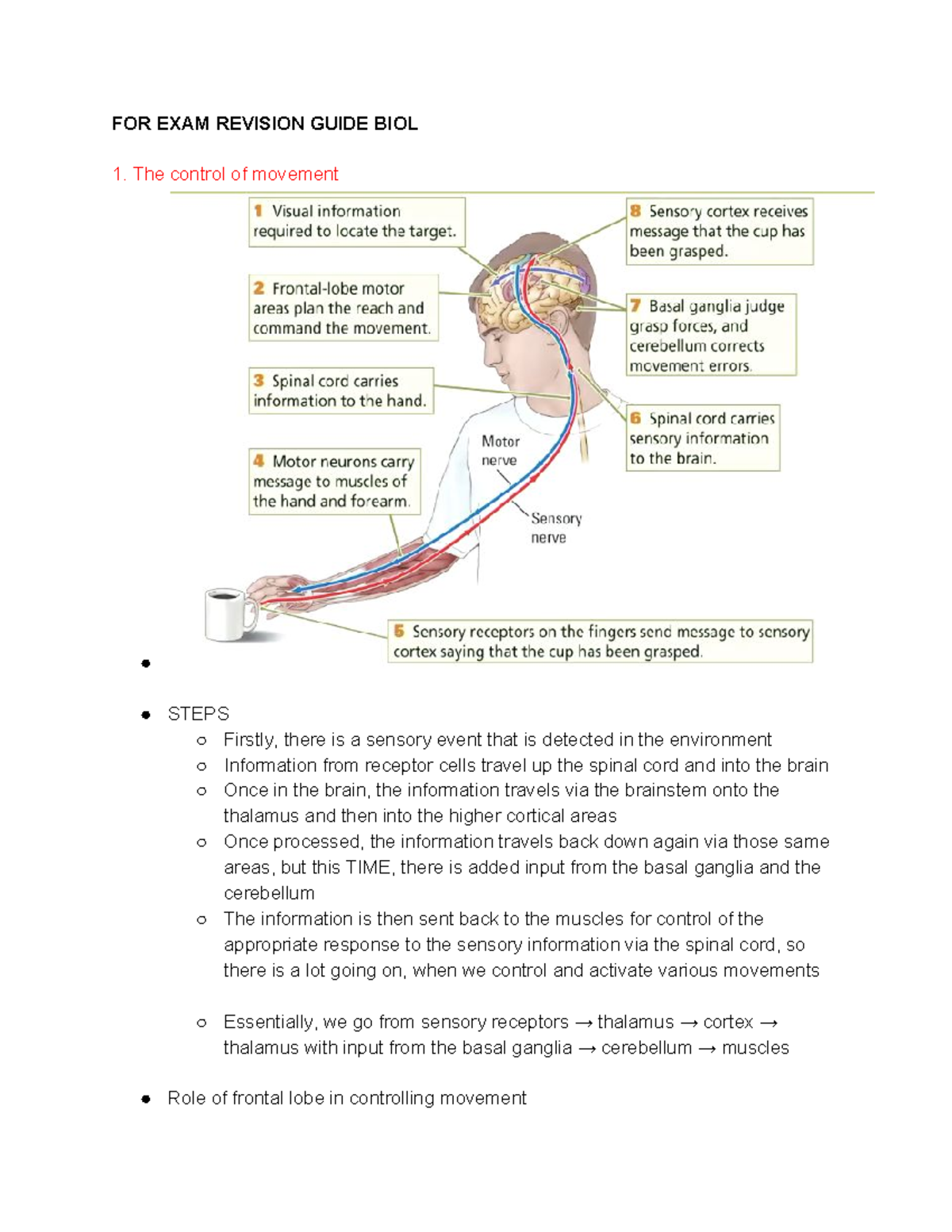 FOR EXAM Revision Guide - FOR EXAM REVISION GUIDE BIOL The control of ...