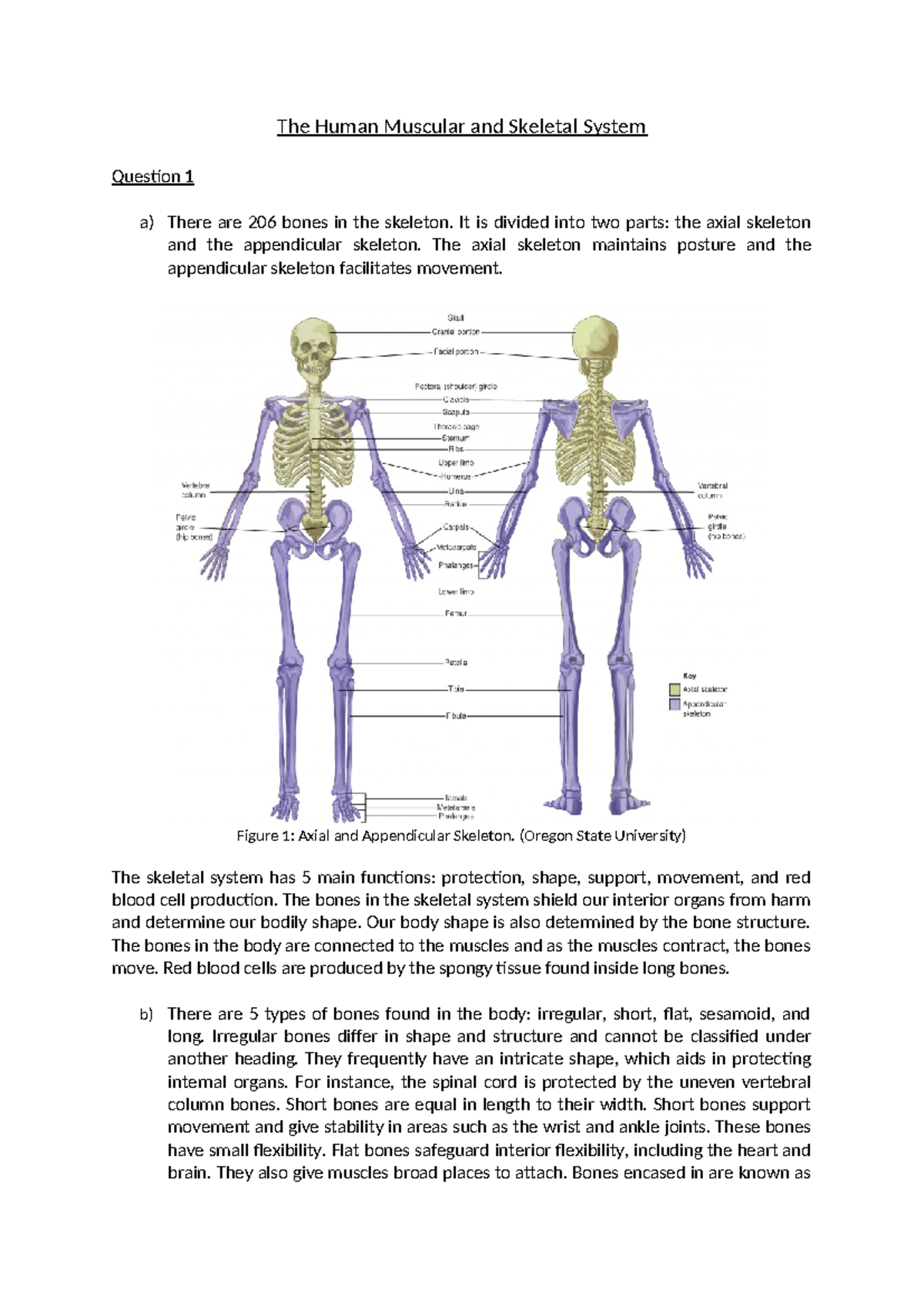 Unit 11 - The Human Muscular and Skeletal Systems - The Human Muscular ...