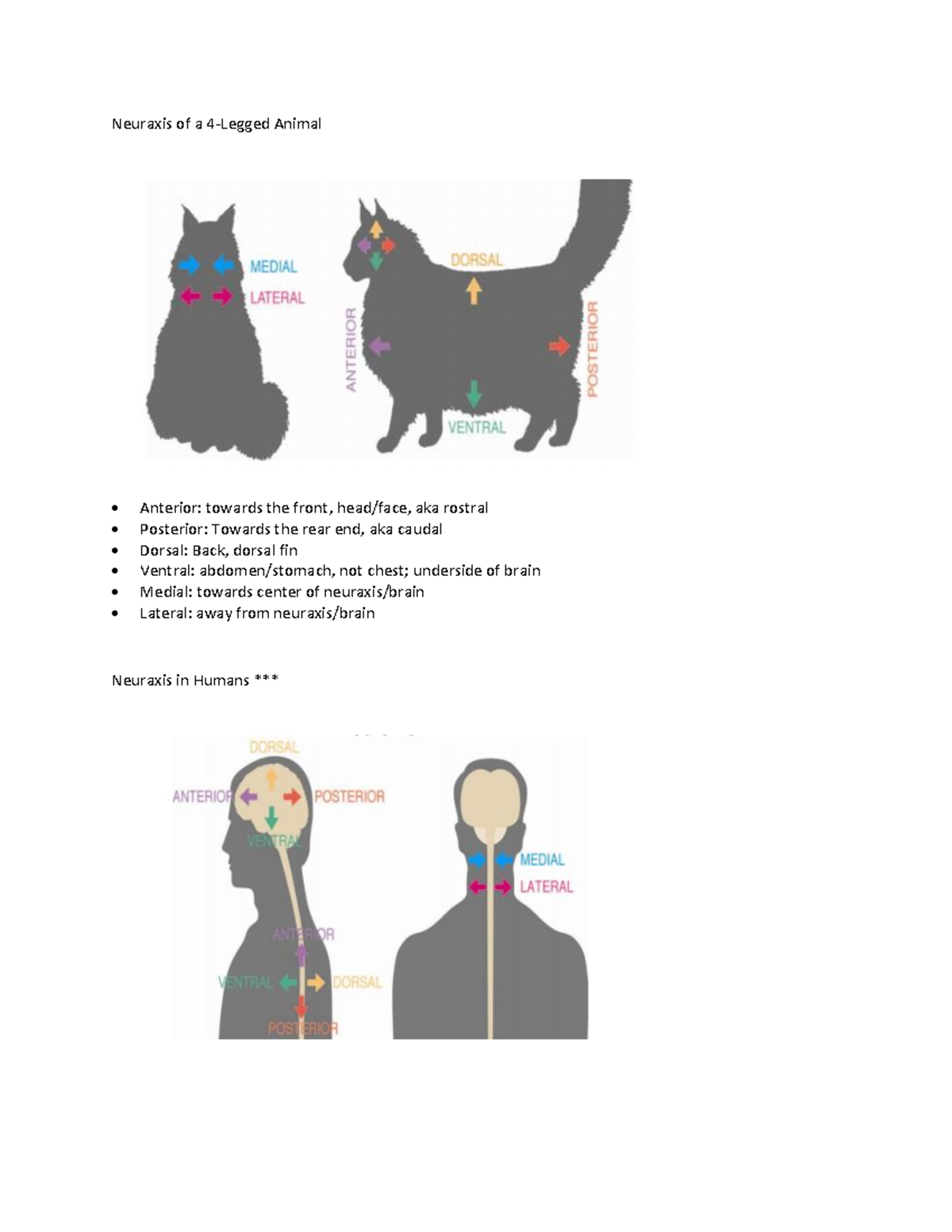 Lecture 1 - Kucinski - Neuraxis of a 4-Legged Animal ...