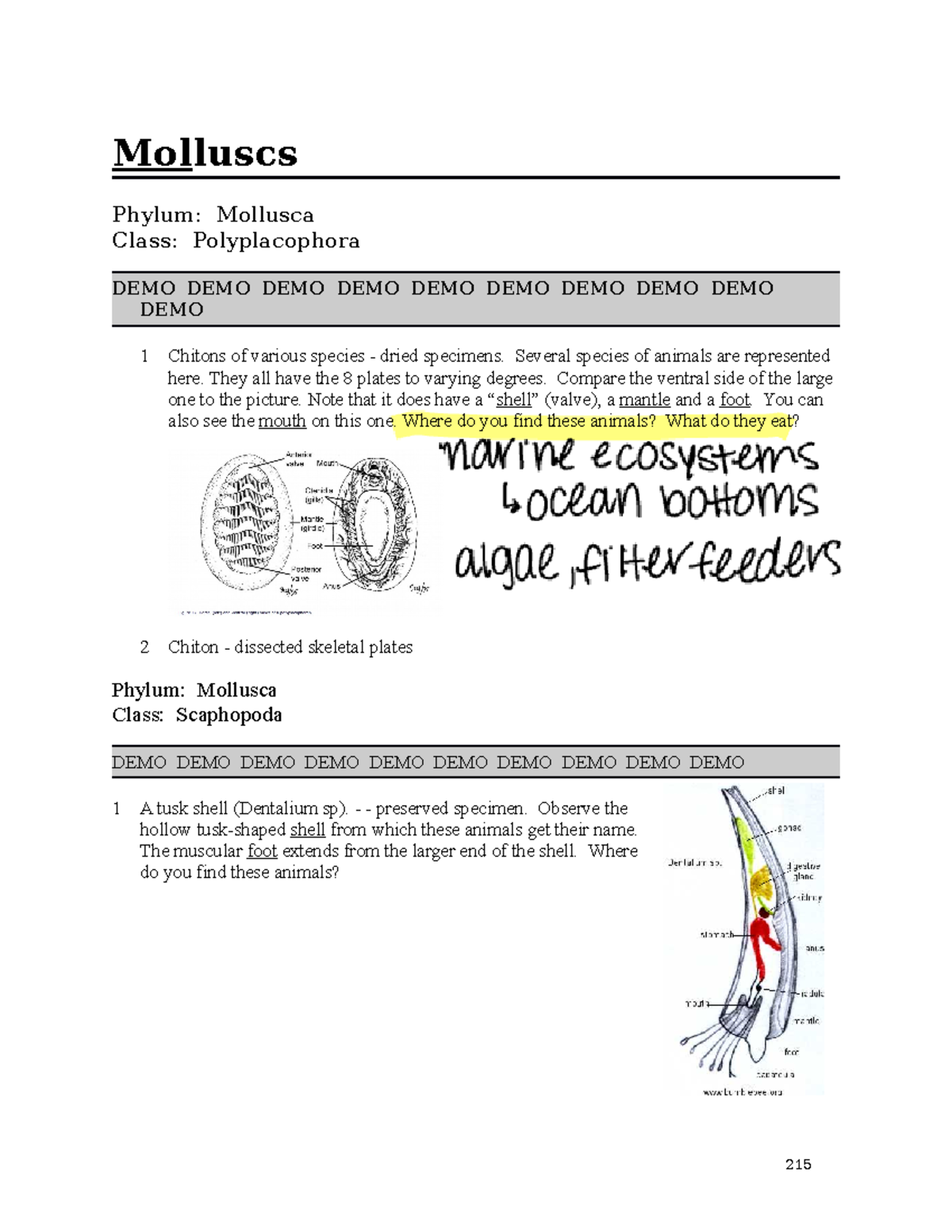 Lab 6 Molluscs - Worksheet for zoology - Molluscs Phylum: Mollusca ...
