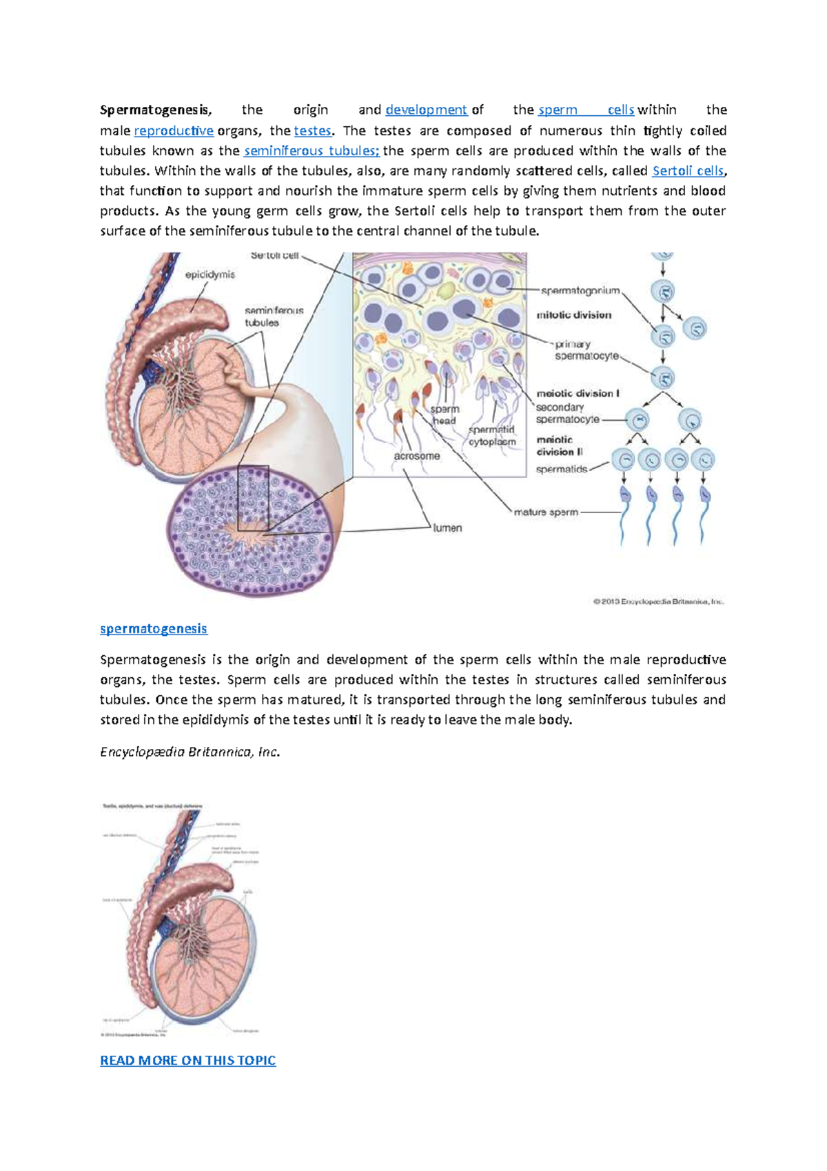 Spermatogenesis process - Spermatogenesis , the origin and development ...