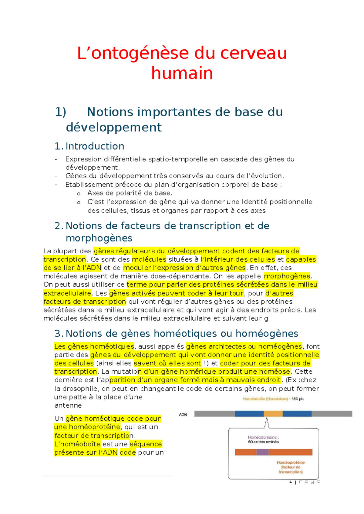 12 mars - ontogénèse du cerveau humain donkers - L’ontogénèse du ...