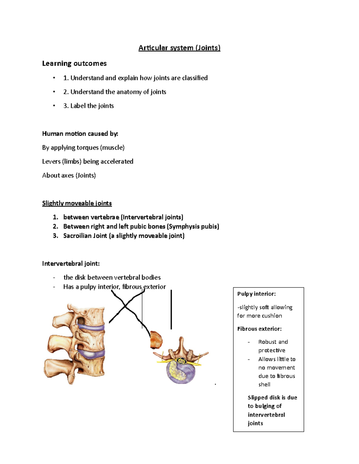 Articular system - between vertebrae (Intervertebral joints) 2. Between ...
