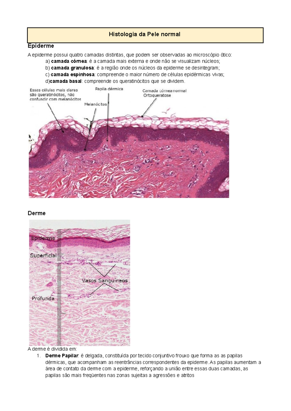 Padrão DE Resposta À Prova Dermato - Epiderme A epiderme possui quatro ...