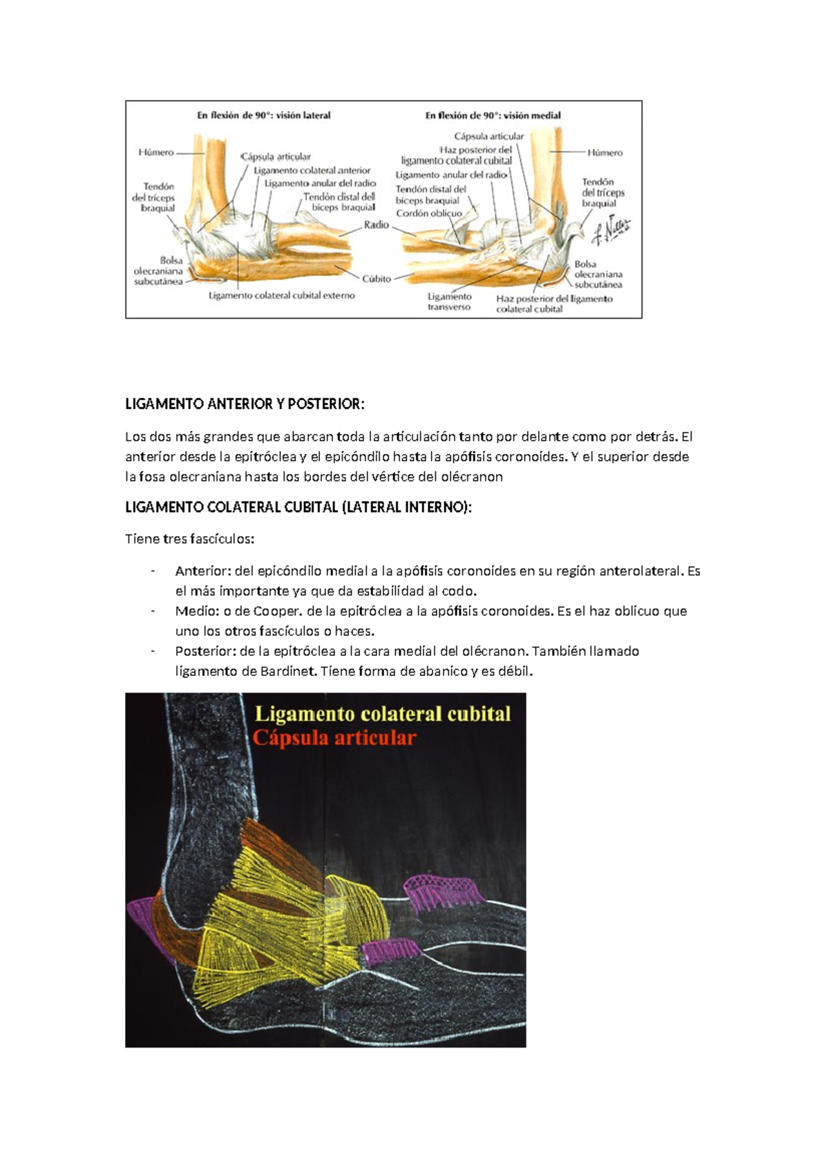 Ligamentos - LIGAMENTO ANTERIOR Y POSTERIOR: Los dos más grandes que ...