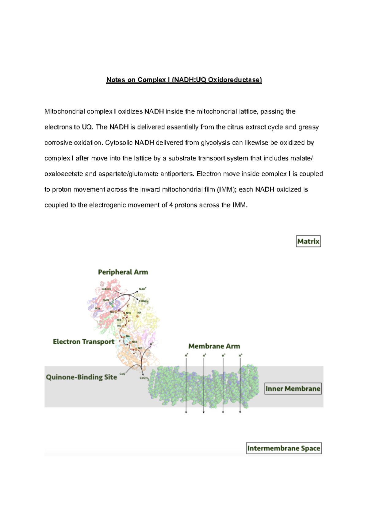 Notes on Complex I (NADH-UQ Oxidoreductase) - Notes on Complex I (NADH ...