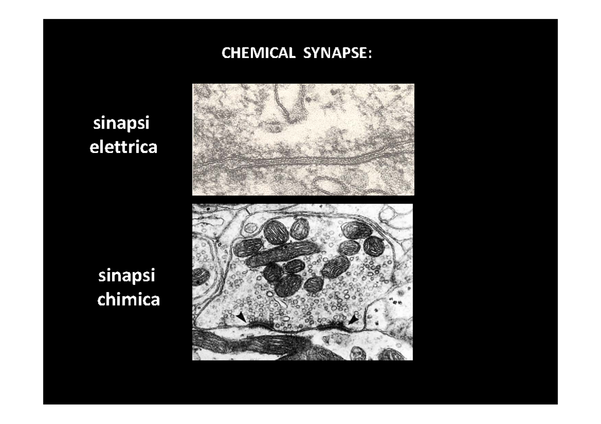 NF lez 08 chemical synapse - CHEMICAL SYNAPSE: sinapsi elettrica ...