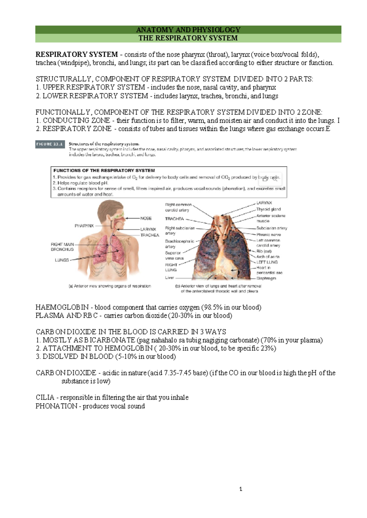 Anaphy Respiratory - notes - ANATOMY AND PHYSIOLOGY THE RESPIRATORY ...