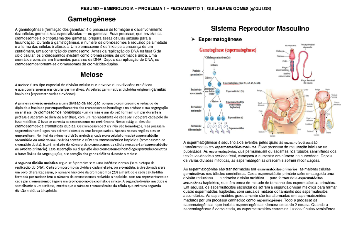 Embriologia - Fisiologia Reprodutiva - Gametogênese A gametogênese ...