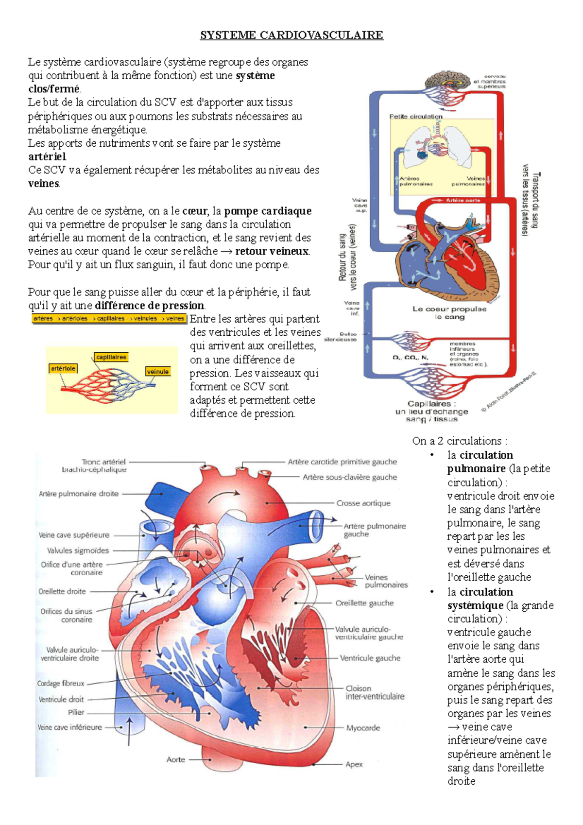 2- Système cardiovasculaire - SYSTEME CARDIOVASCULAIRE Le système ...