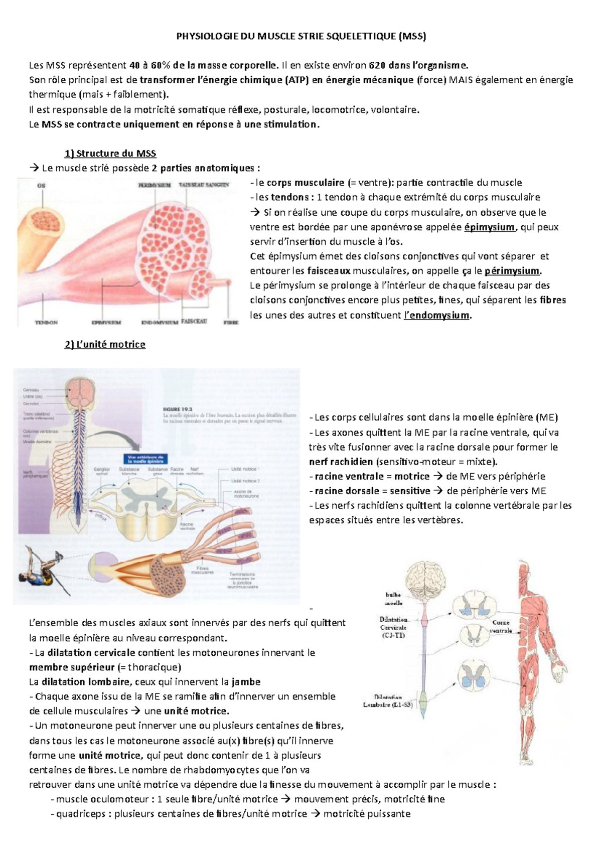 Physiologie du Muscle Strie Squelettique - PHYSIOLOGIE DU MUSCLE STRIE SQUELETTIQUE (MSS) Les ...