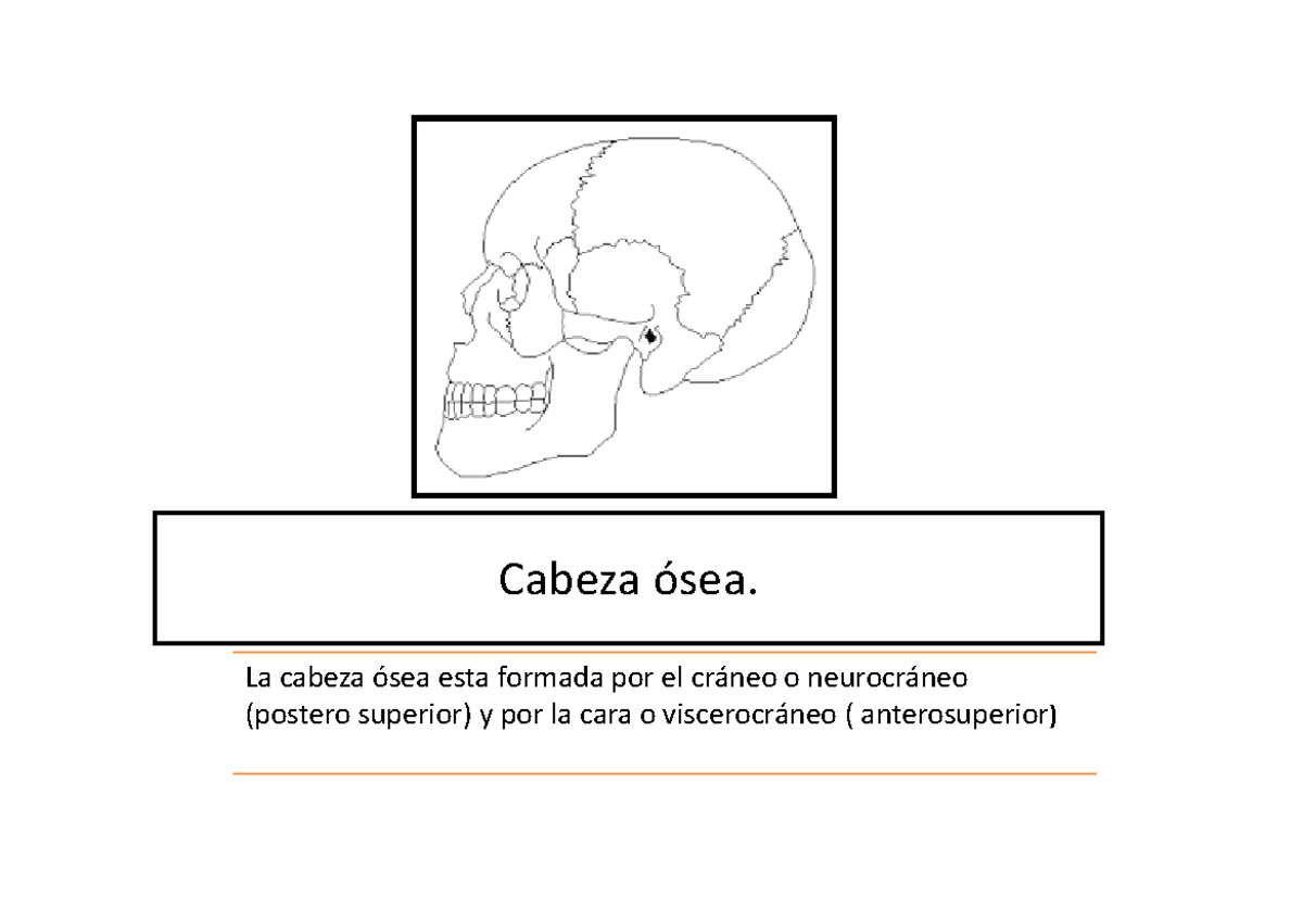 Cabeza ÓSEA -Modo de compatibilidad - Cabeza ósea. La cabeza ósea esta ...