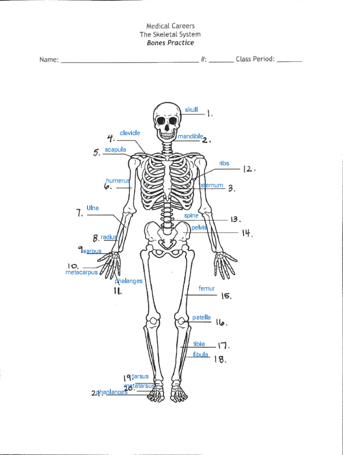 Bones labeling anatomy - Studocu