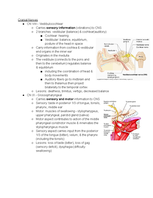 Cranial nerves V and VII - Cranial Nerves CN V - Trigeminal Carries ...