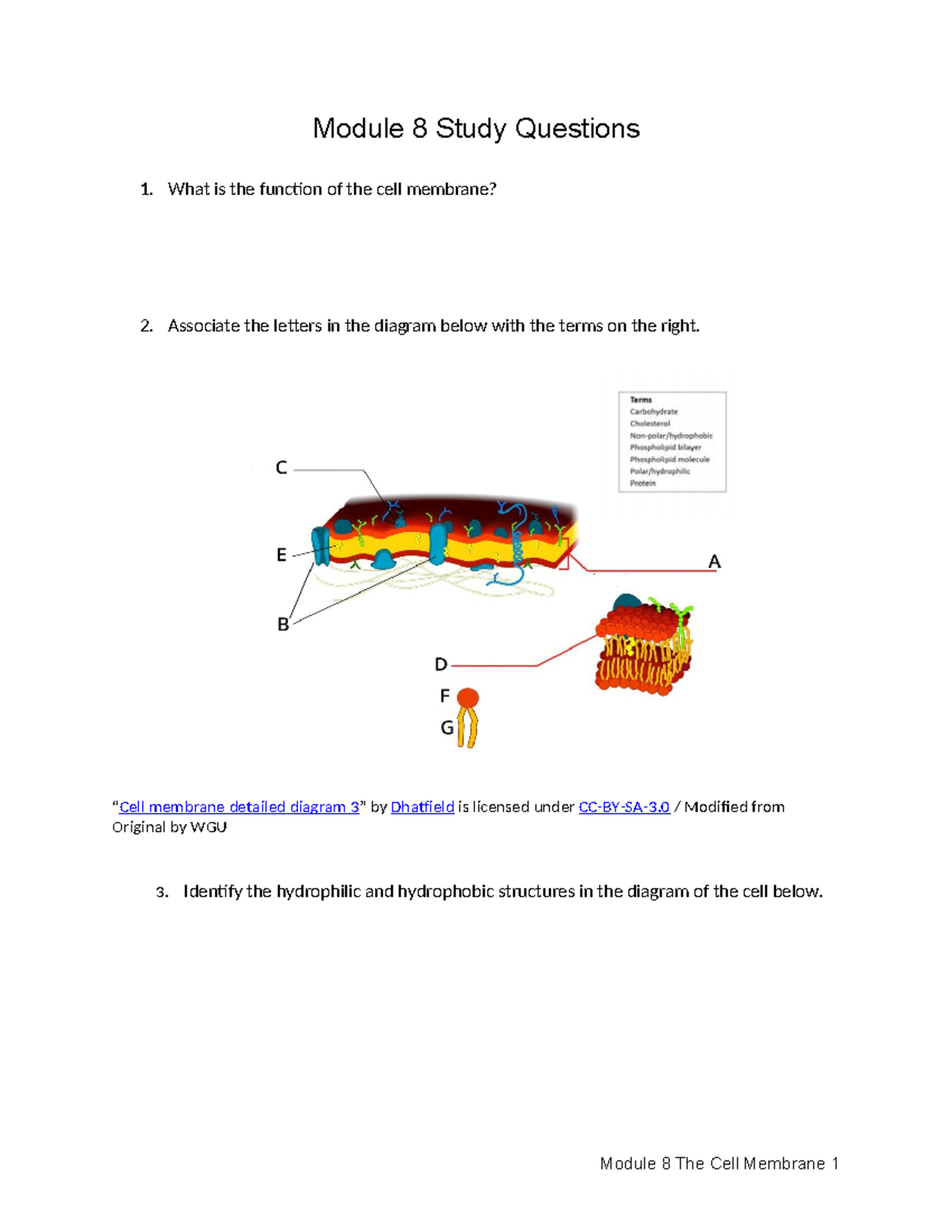 Module 8 study questions - Module 8 The Cell Membrane 1 Module 8 Study Questions 1. What is the ...