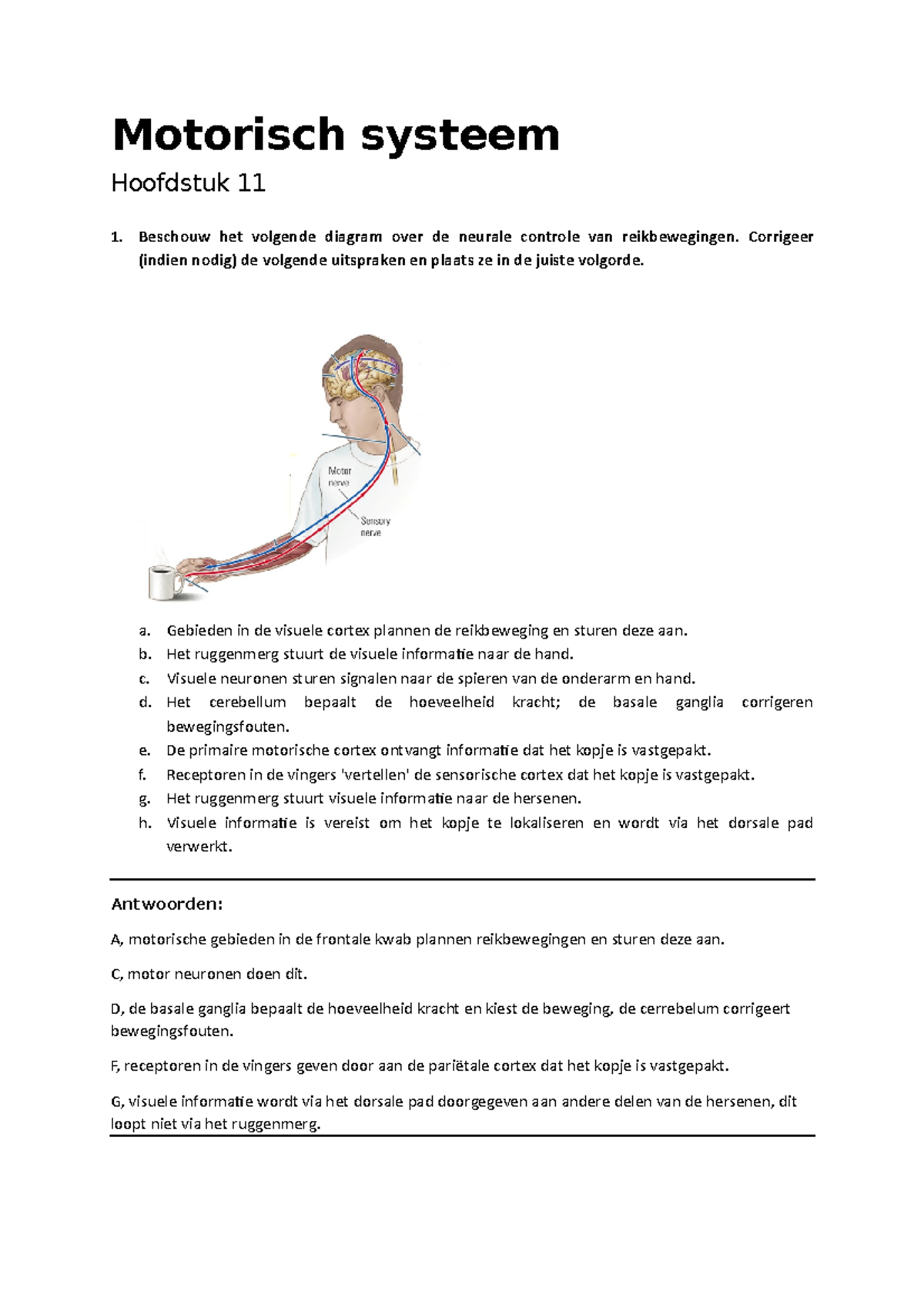 SSQ Motorisch Systeem-3 - Motorisch systeem Hoofdstuk 11 Beschouw het ...