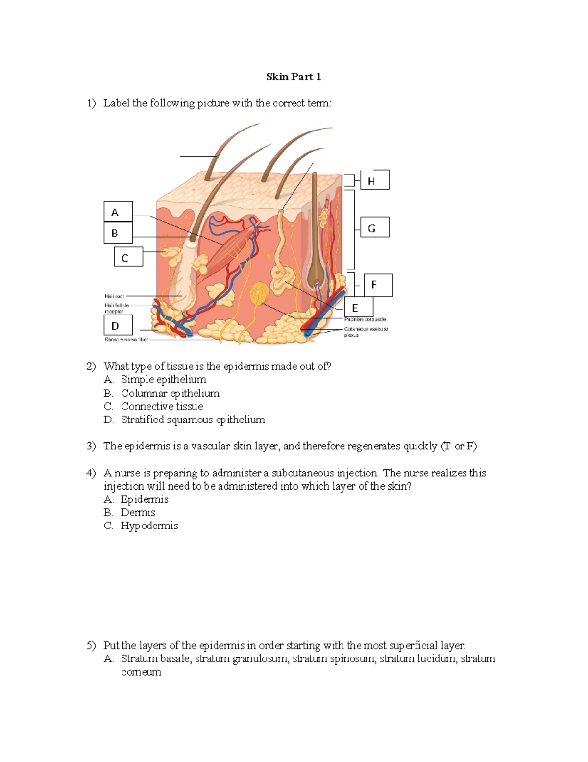 Student Copy - MR Unit 2 - Practice Exam - Skin Part 1 Label the ...
