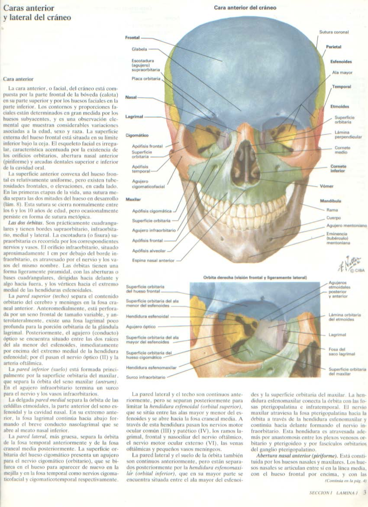 Netter - neuroanatomia - Caras anterior Cara anterior del cráneo y ...