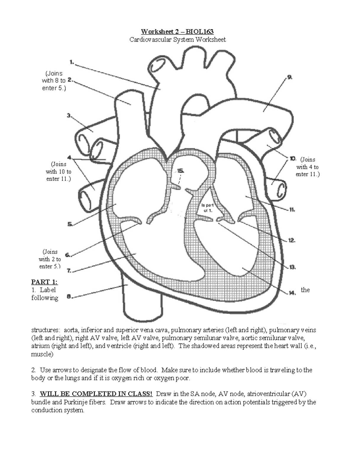 2Heart Anatomy - Worksheet 2 – BIOL Cardiovascular System Worksheet ...
