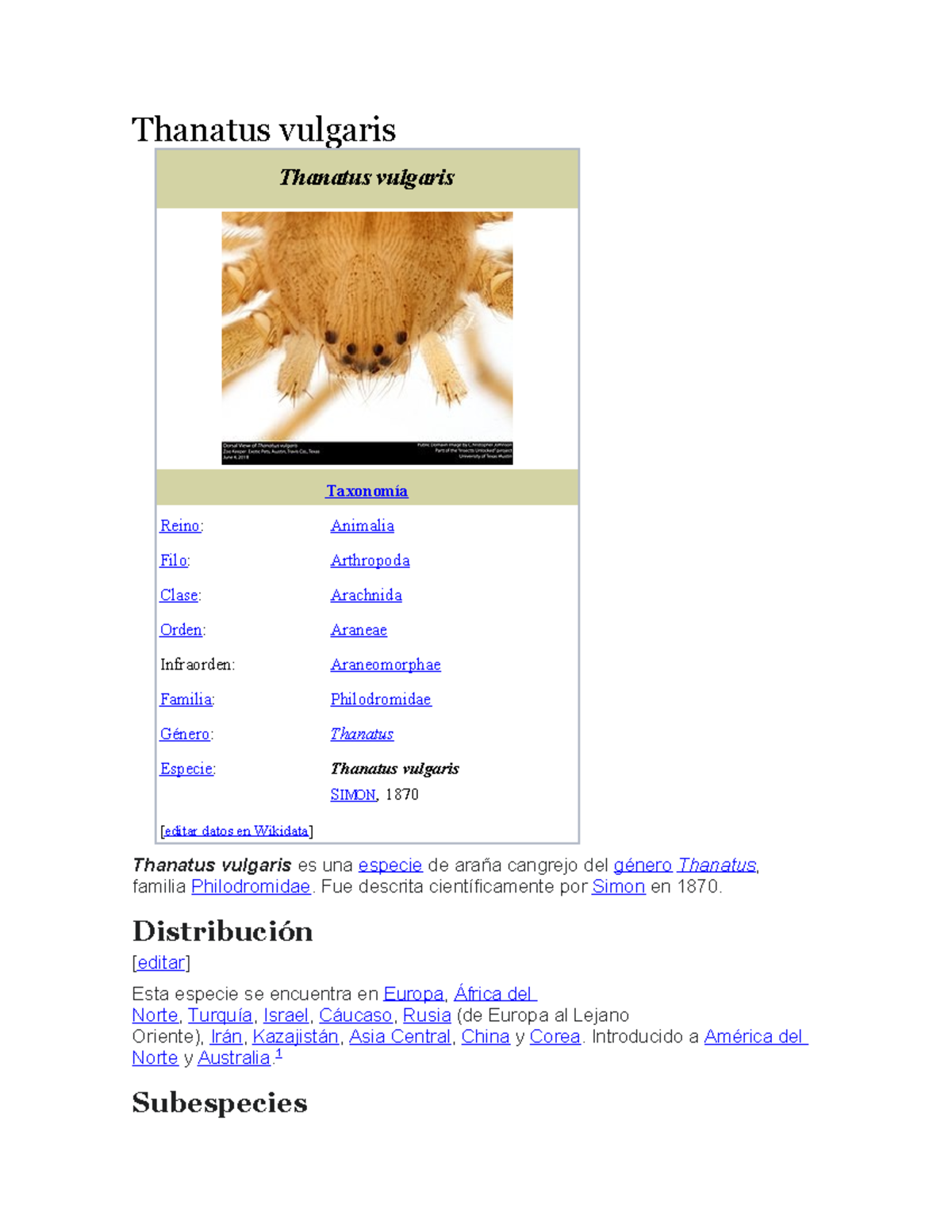 Thanatus vulgaris - Thanatus vulgaris Thanatus vulgaris Taxonomía Reino ...
