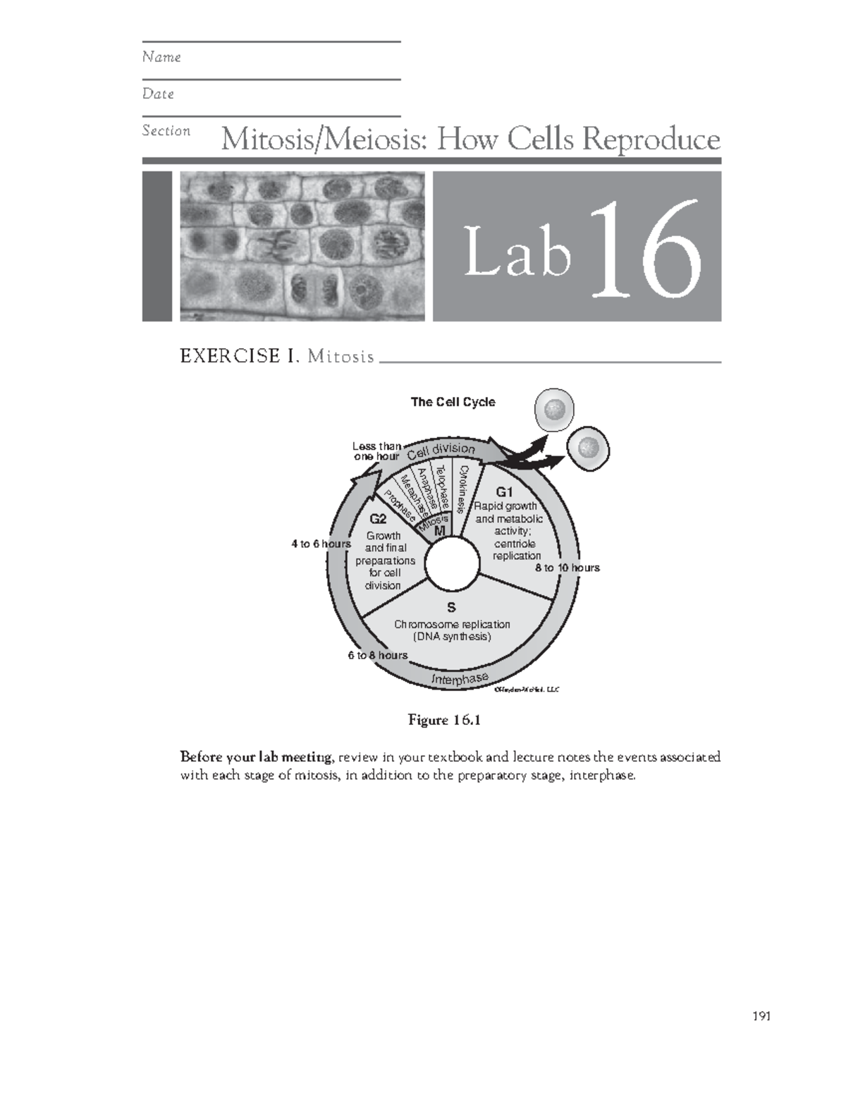 Lab 16 PP 191-200 - answers not included - Lab 16 Mitosis/Meiosis: How ...
