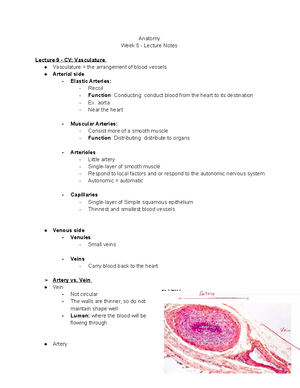 Anatomy Week 2 -class Lecture Notes Cell and Histology - Anatomy Week 2 ...