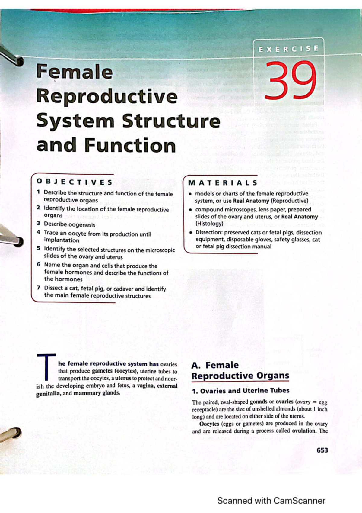 Female reproductive system structure and - Reproductive System ...