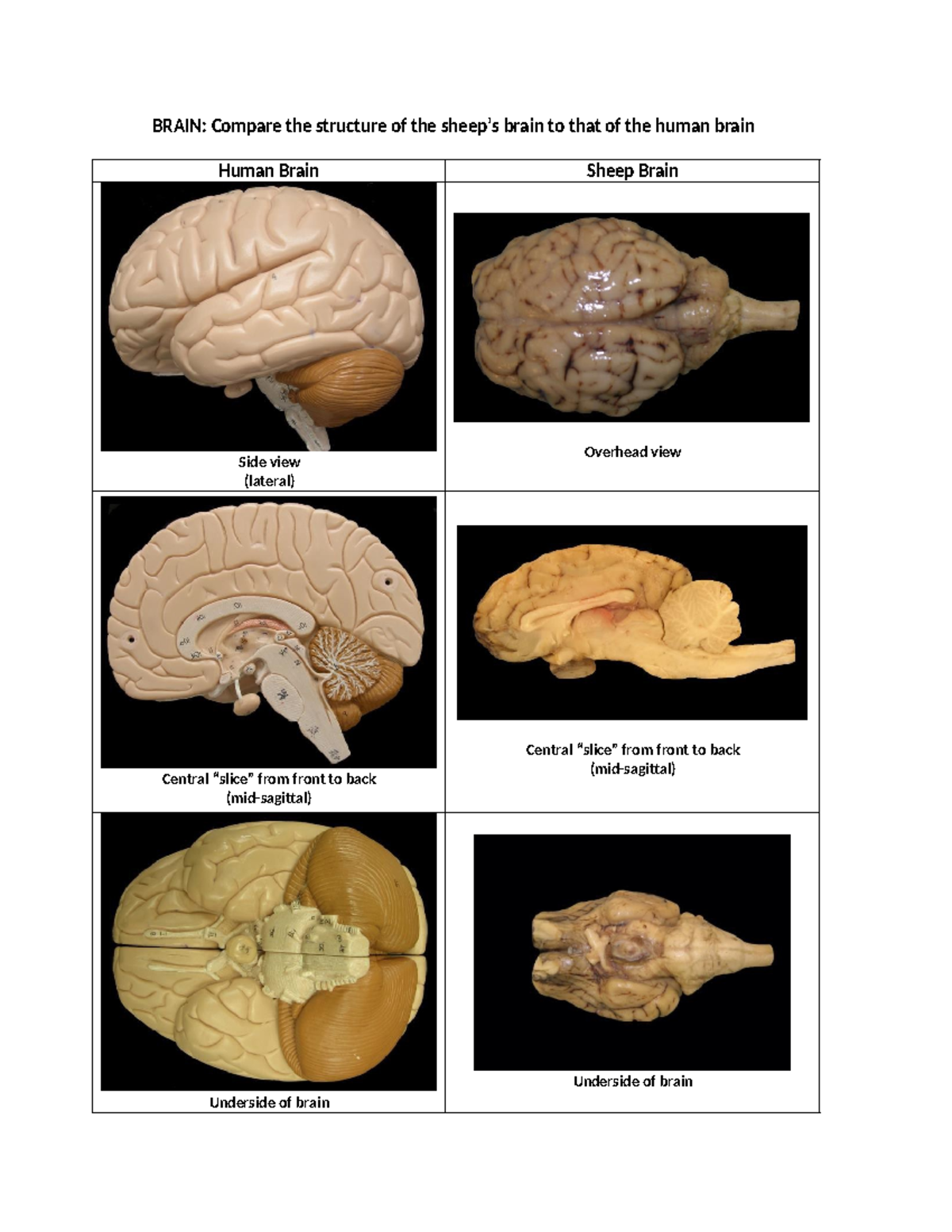 Nerve 2 - NEVER SYST - BRAIN: Compare the structure of the sheep’s ...