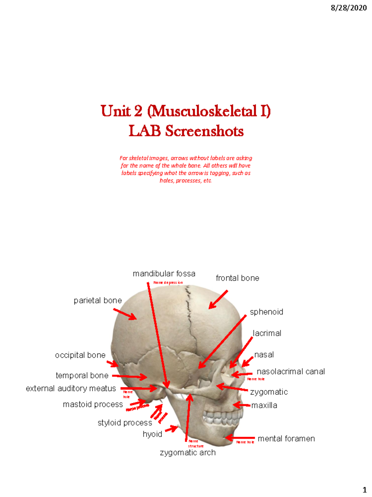 Unit 2 LAB Screenshots PDF - Unit 2 (Musculoskeletal I) LAB Screenshots ...