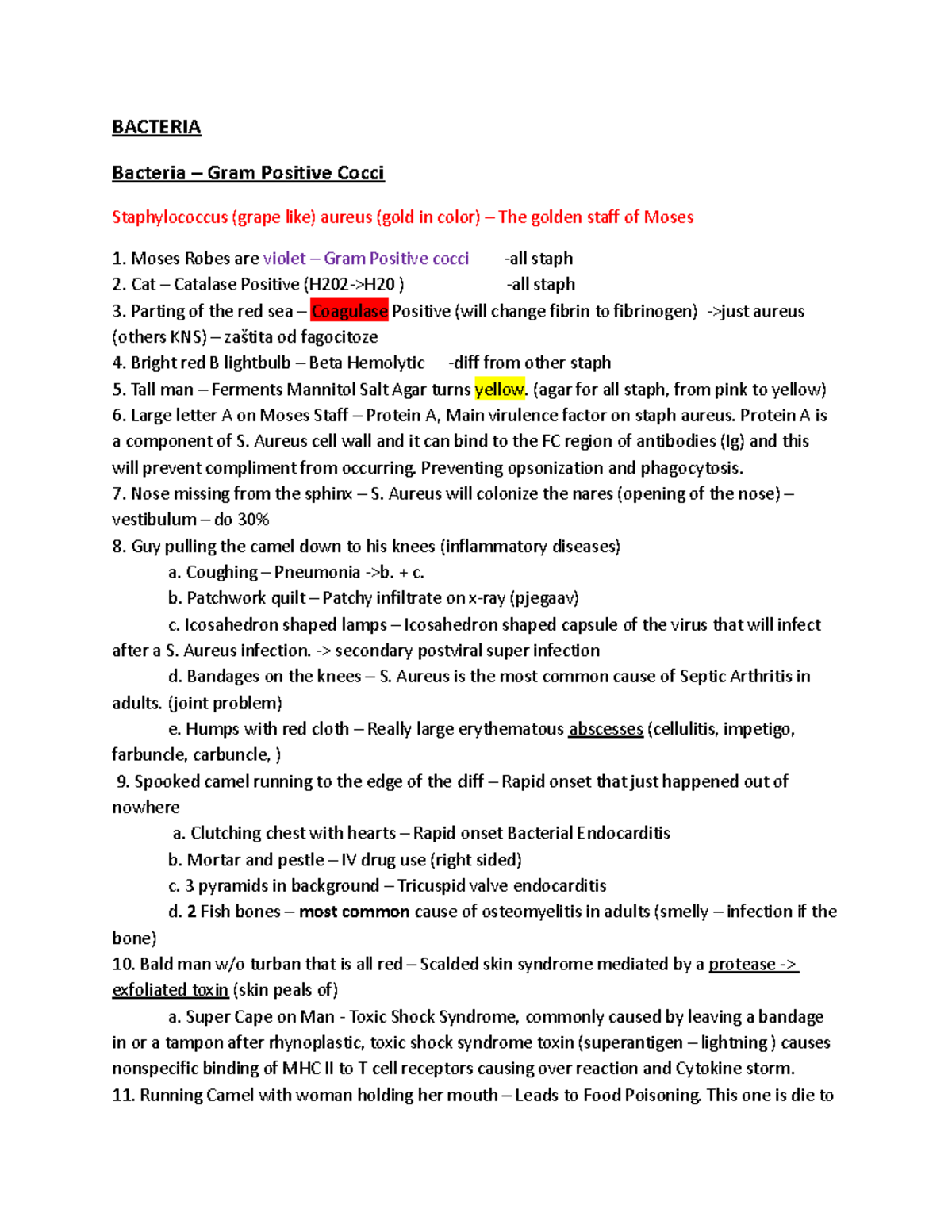 Sketchy - bacteria - BACTERIA Bacteria – Gram Positive Cocci ...