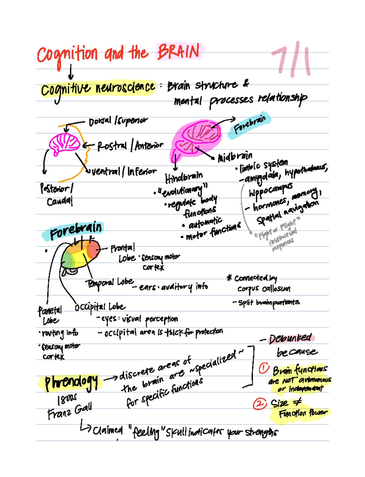 Cognition -part-2 - Cognition and the BRAIN cognitive neuroscience ...