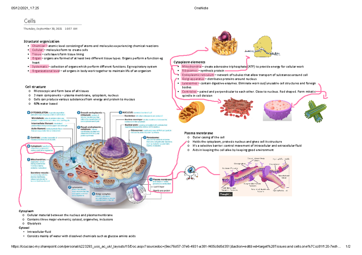 Introduction to Cellular Biology (Part 1/2) - 05/12/2021, 17:25 OneNote ...