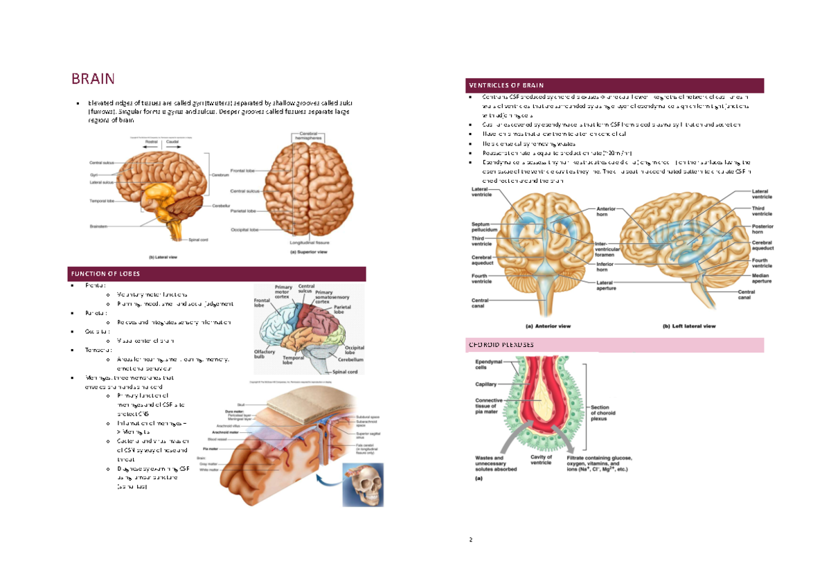 Brain - BRAIN • VENTRICLES OF BRAIN • Elevated ridges of tissues are ...