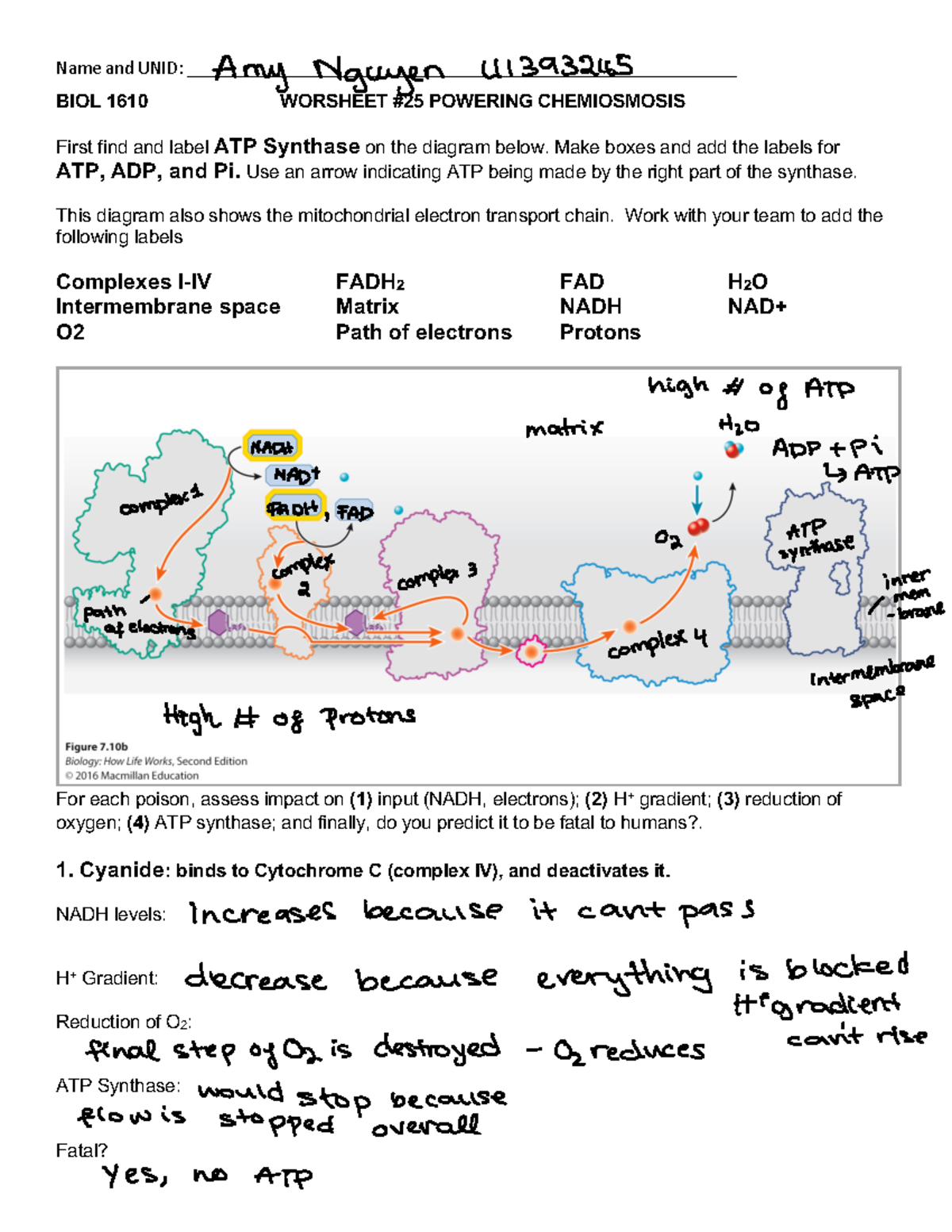 Class+25+Worksheet - Name and UNID