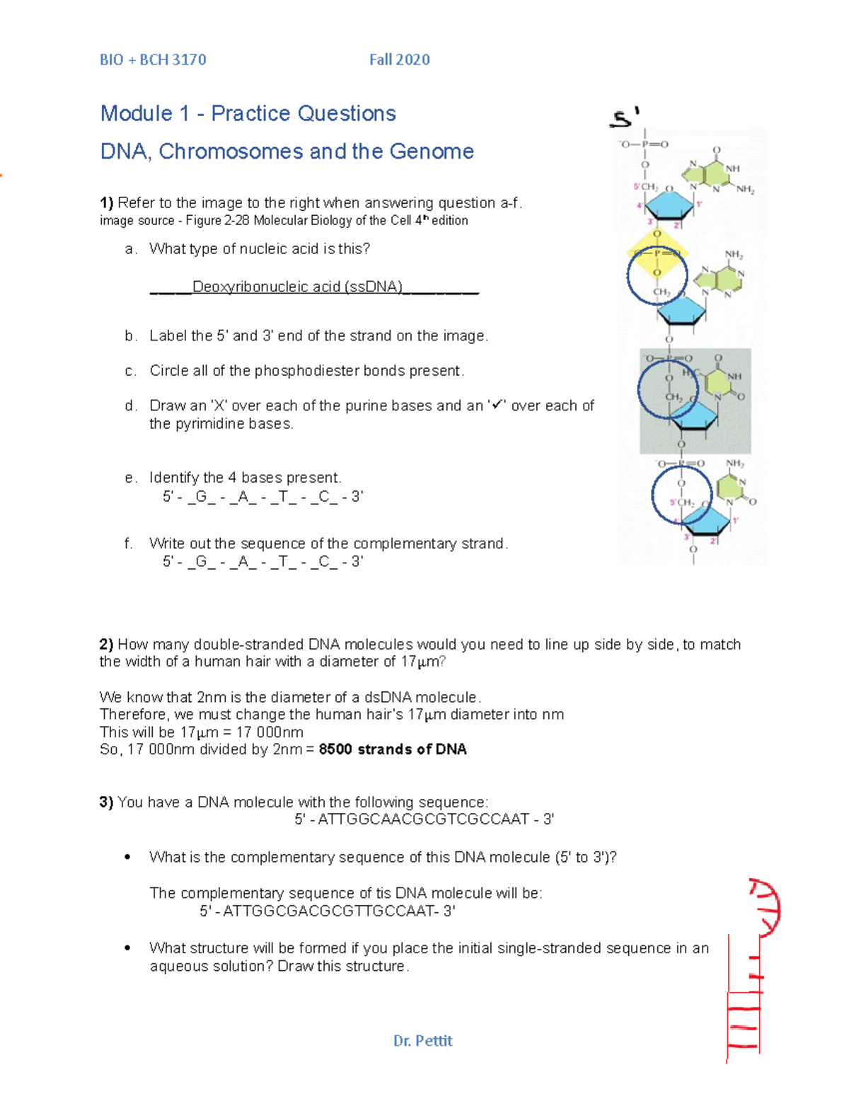 Solution PS1 Corrected - Module 1 - Practice Questions DNA, Chromosomes ...