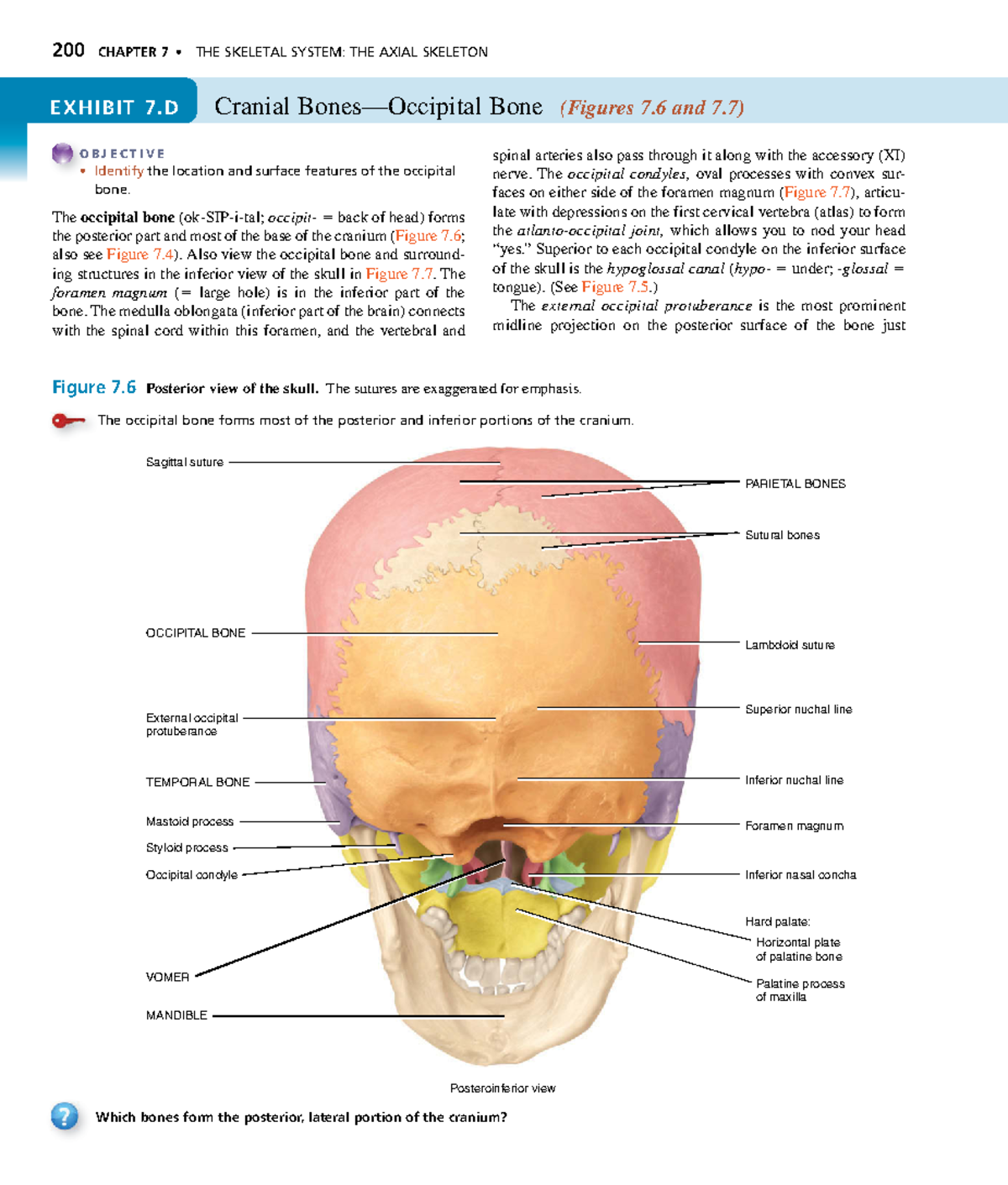 Anatomyand Physiology-78 - 200 CHAPTER 7 • THE SKELETAL SYSTEM: THE AXIAL SKELETON Cranial - Studocu