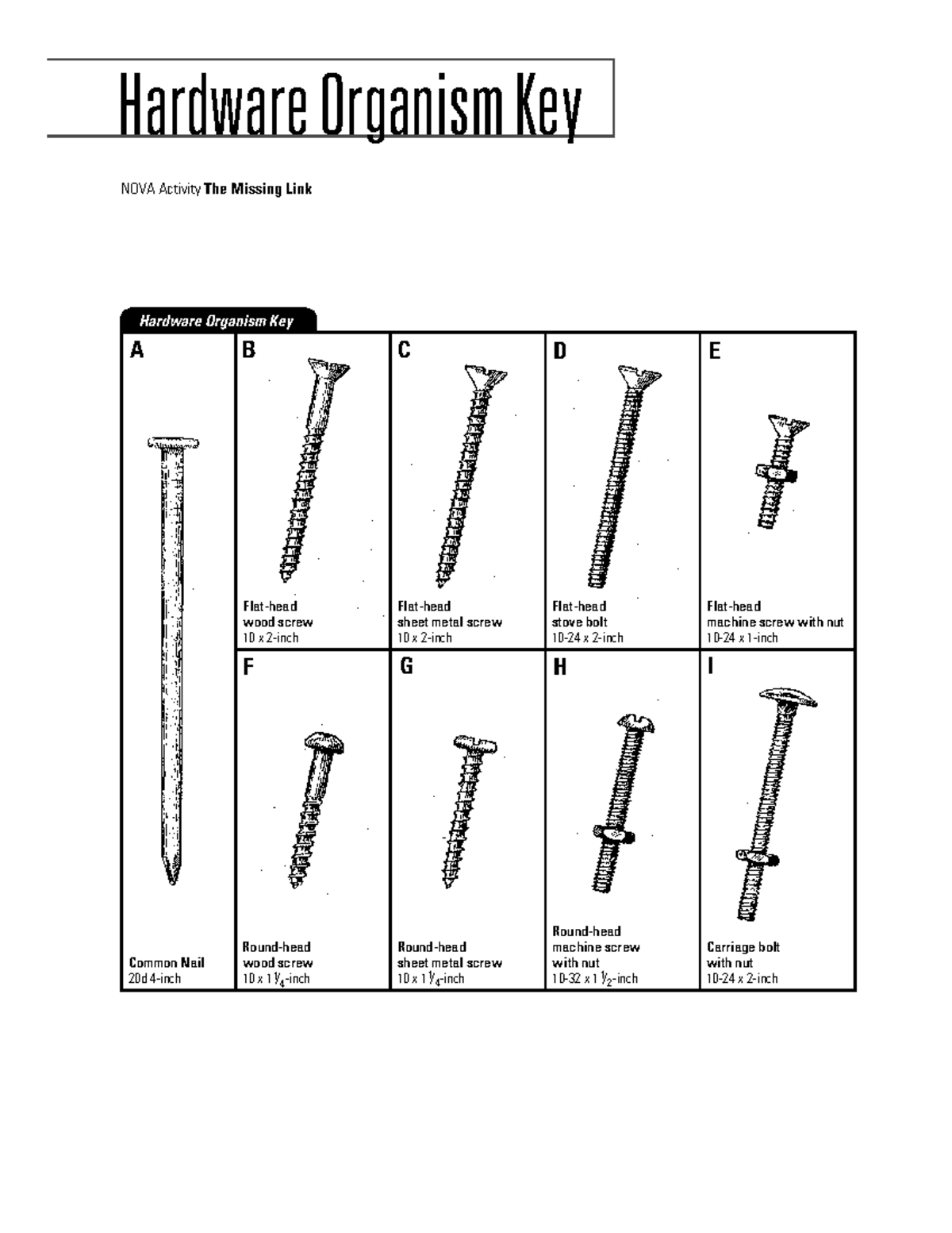 Hardware Screw Organism - Hardware Organism Key NOVA Activity The ...