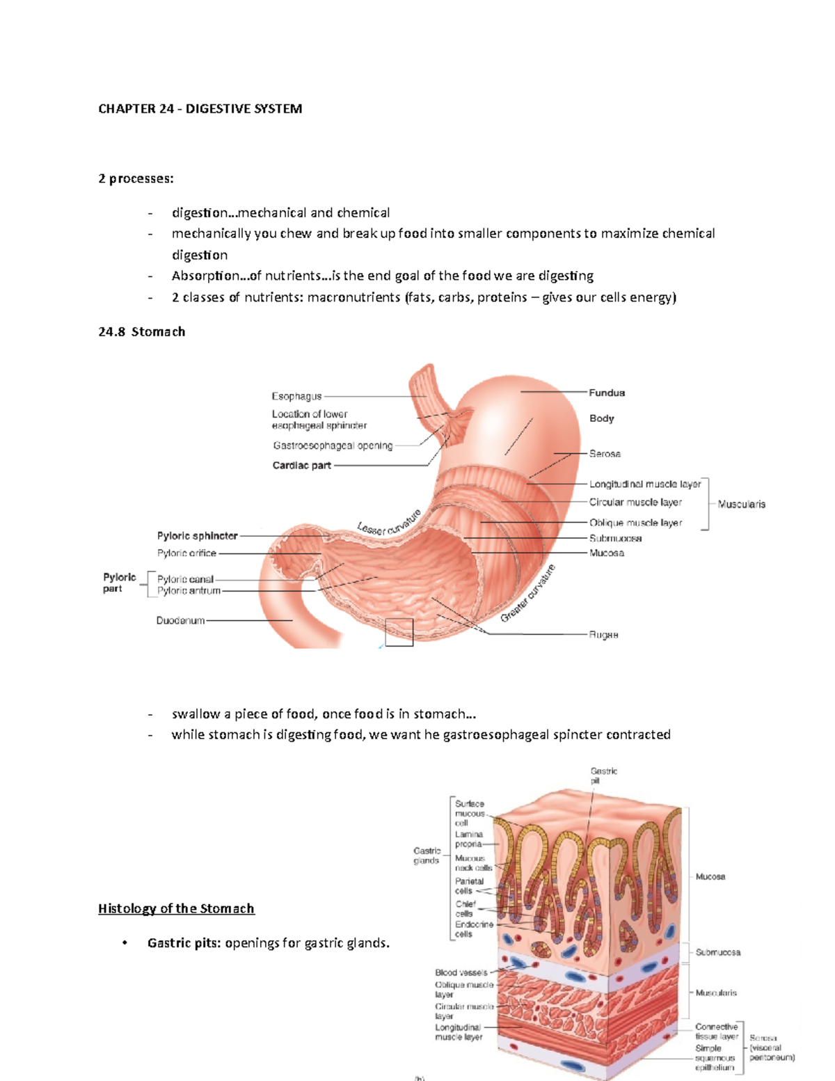 Chapter 24 Digestive System - CHAPTER 24 - DIGESTIVE SYSTEM 2 processes ...