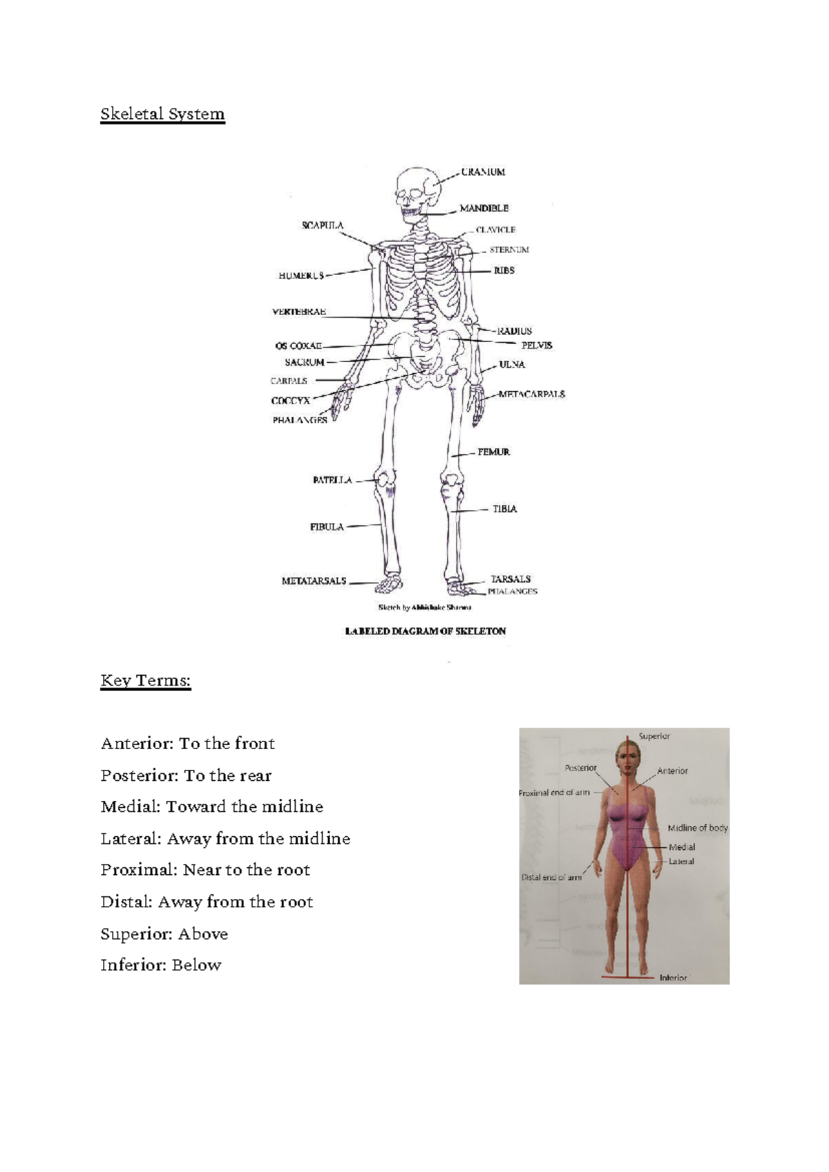 Sport Revision - Skeletal System Key Terms: Anterior: To the front ...
