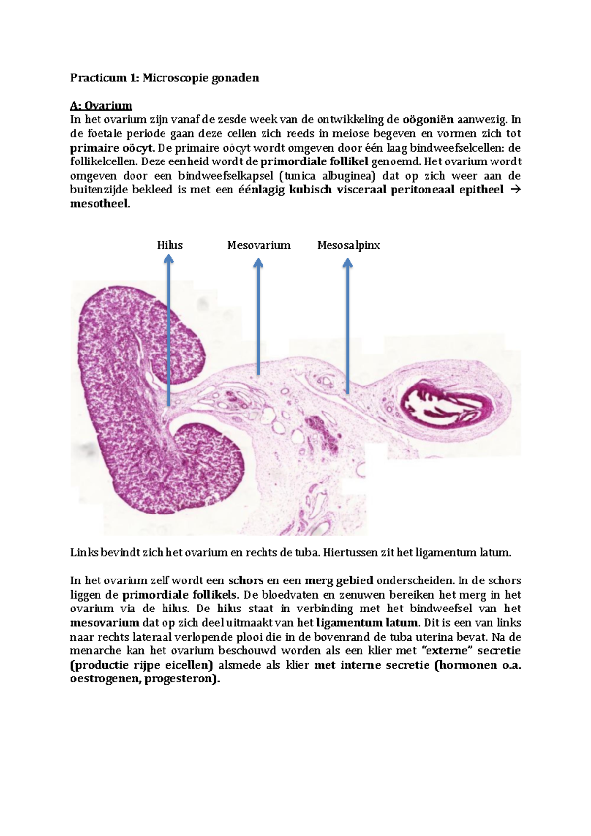 Sturing en stofwisseling: Practicum 1 Mircoscopie gonaden, vragen en ...