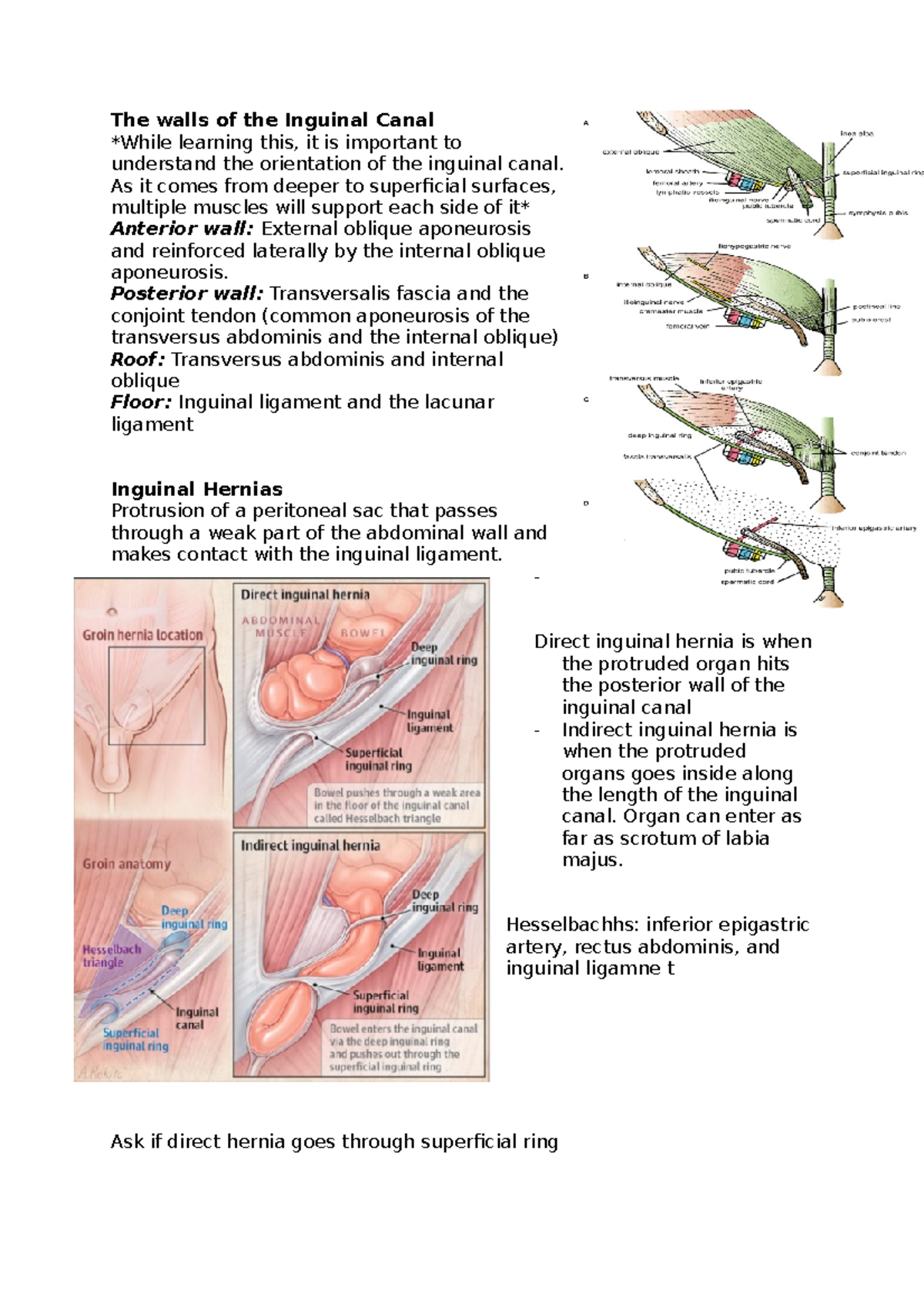 The walls of the Inguinal Canal - As it comes from deeper to ...