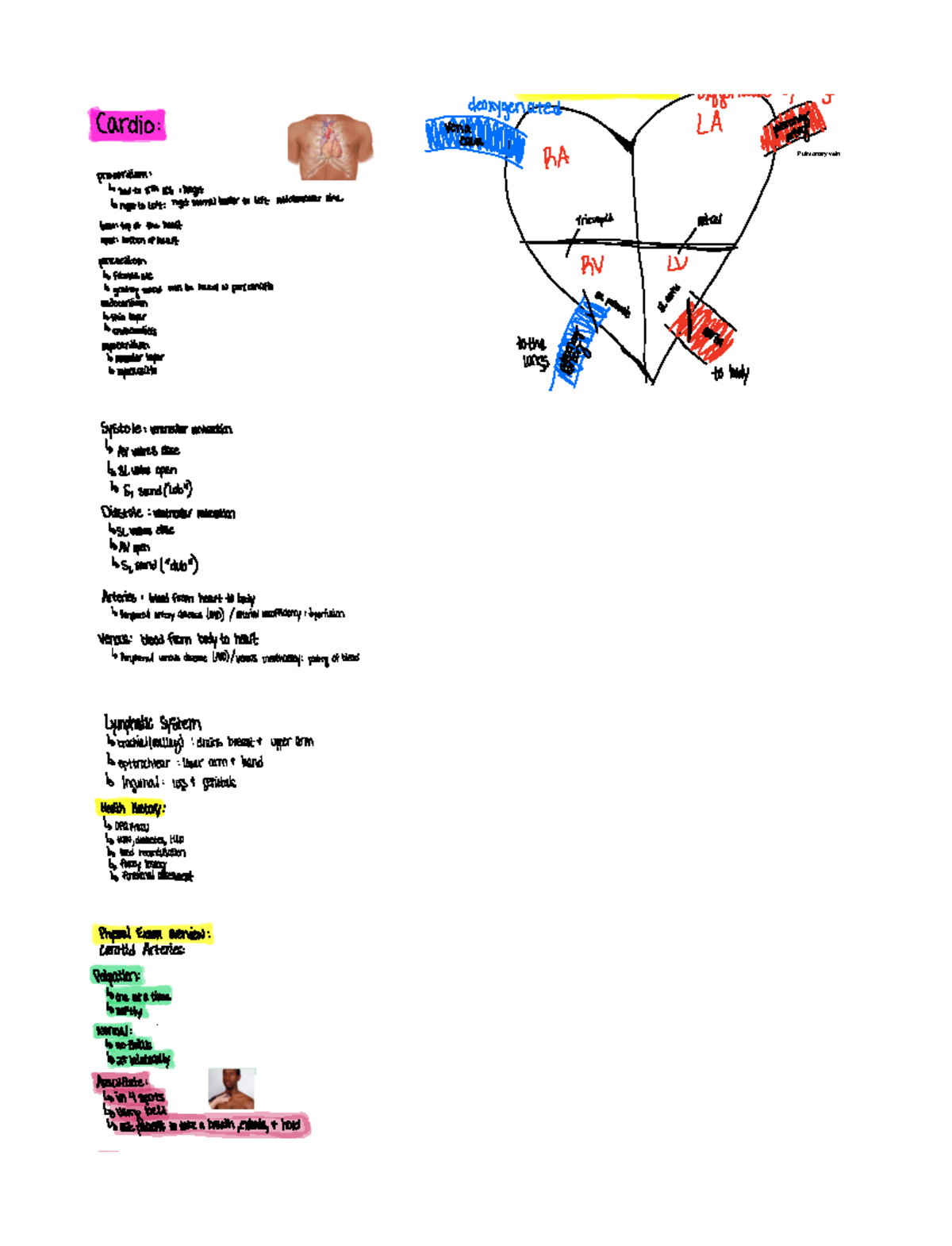 Cardio, Musculoskeletal Notes - Cardio precordium andtosinis ineight ...