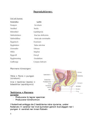 Anatomisk terminologi - ANATOMISK TERMINOLOGI Kroppens olika plan ...