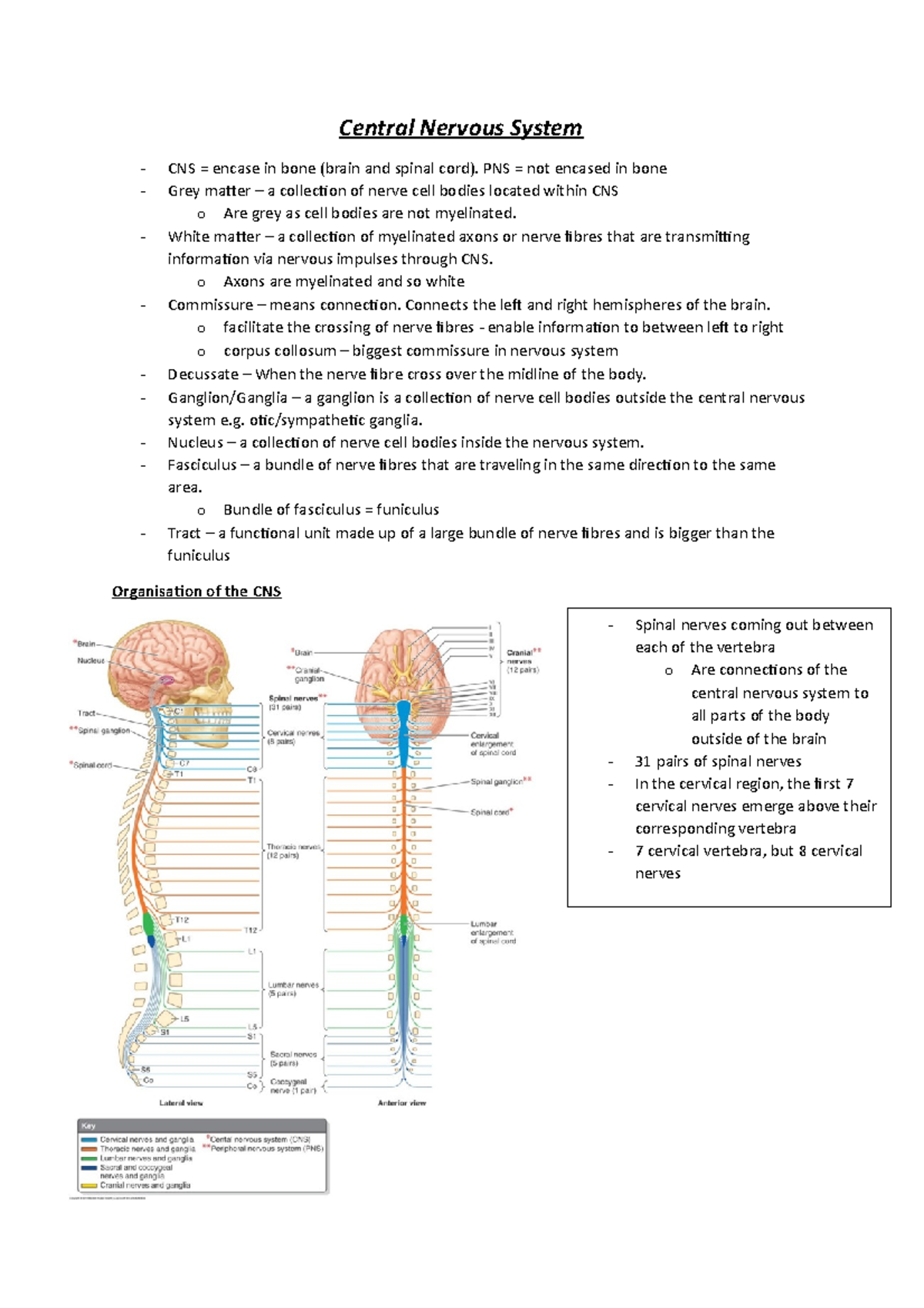 Central Nervous System - Central Nervous System CNS = encase in bone ...